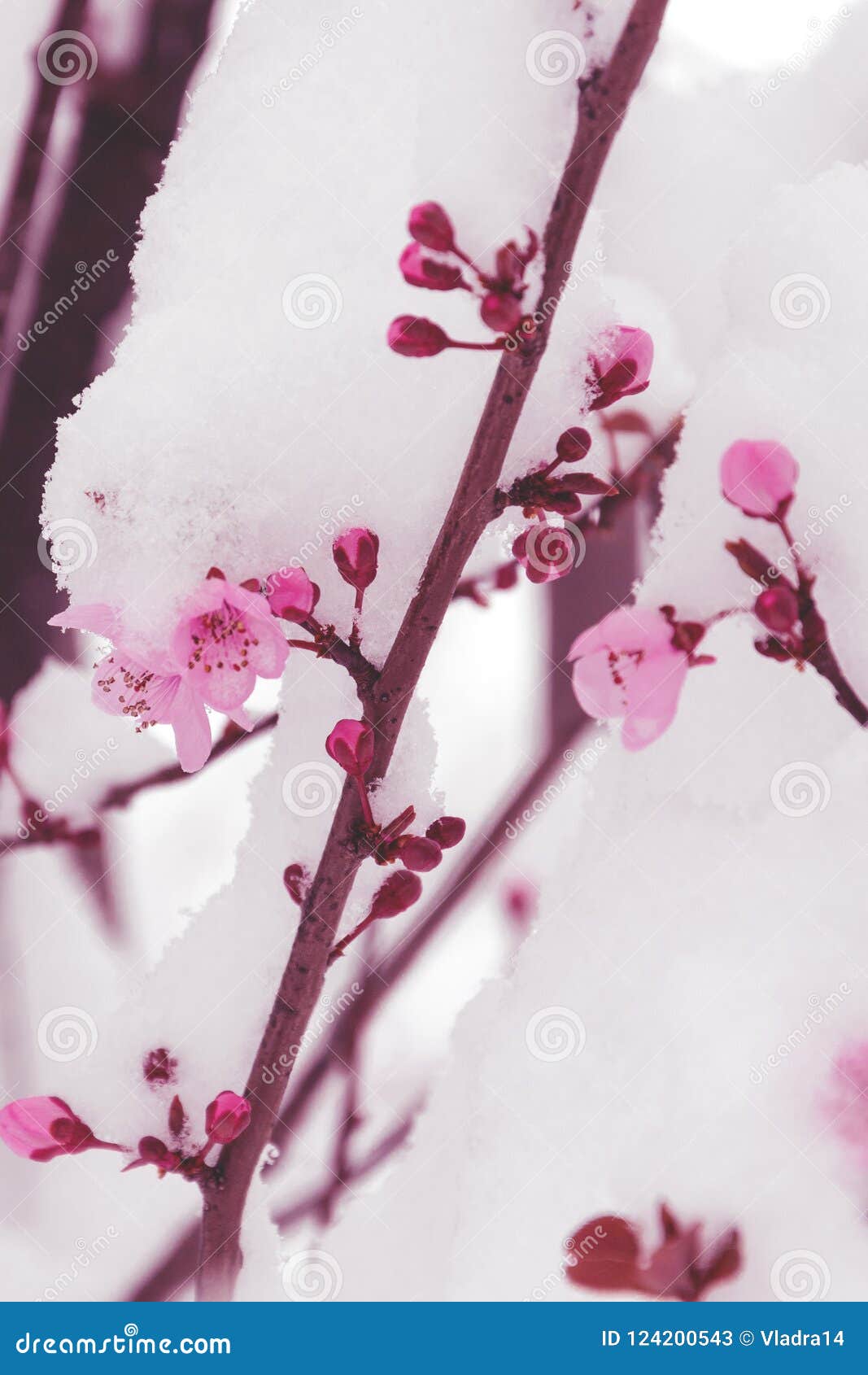 Pink Flowers Covered with Snow. Winter in the Spring Stock Image ...