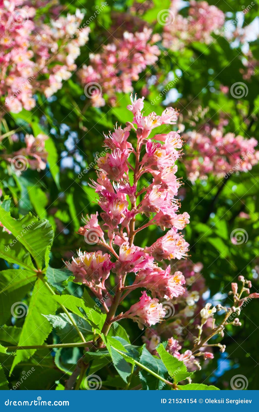 Pink Flowers Decorative Chestnut Stock Photo - Image of green ...
