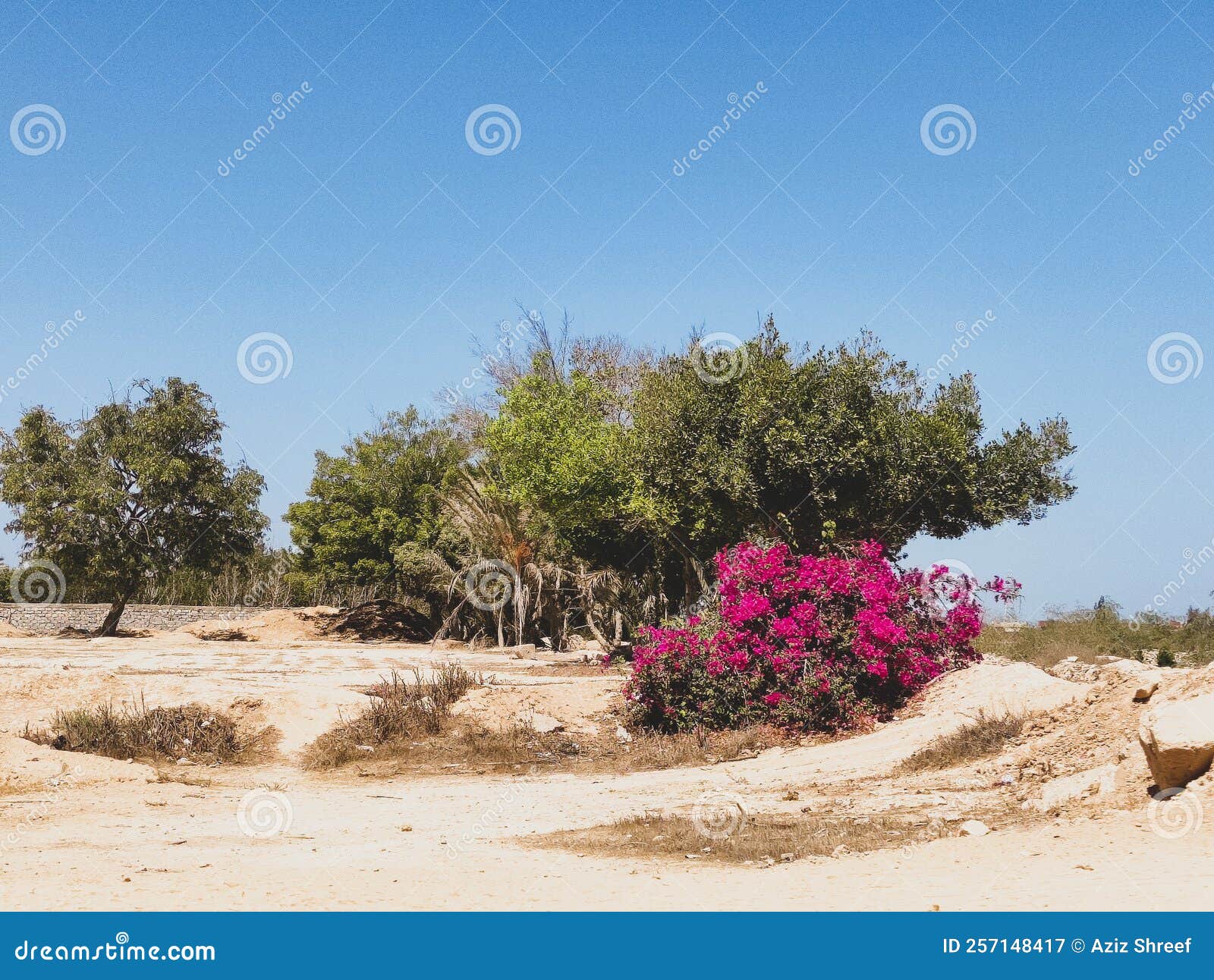 Pink flowers in the desert stock image. Image of pink - 257148417