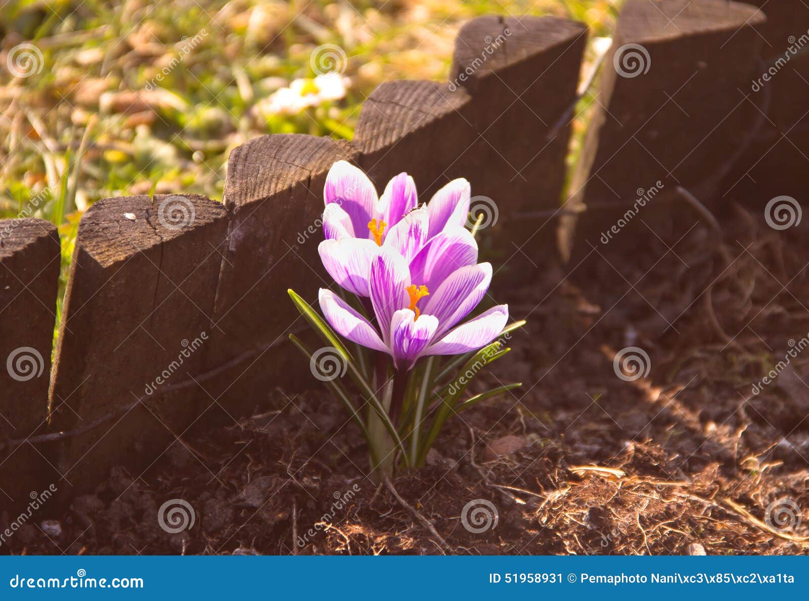 Pink Flowers in Early Spring Stock Image - Image of green, flowers ...