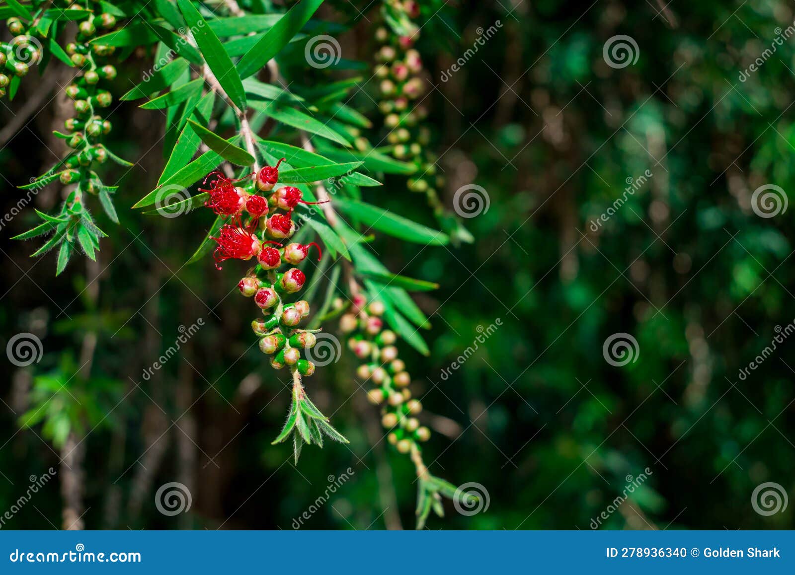 Pink Flowers of Eucalyptus Calophylla Flowering Tree Stock Photo ...