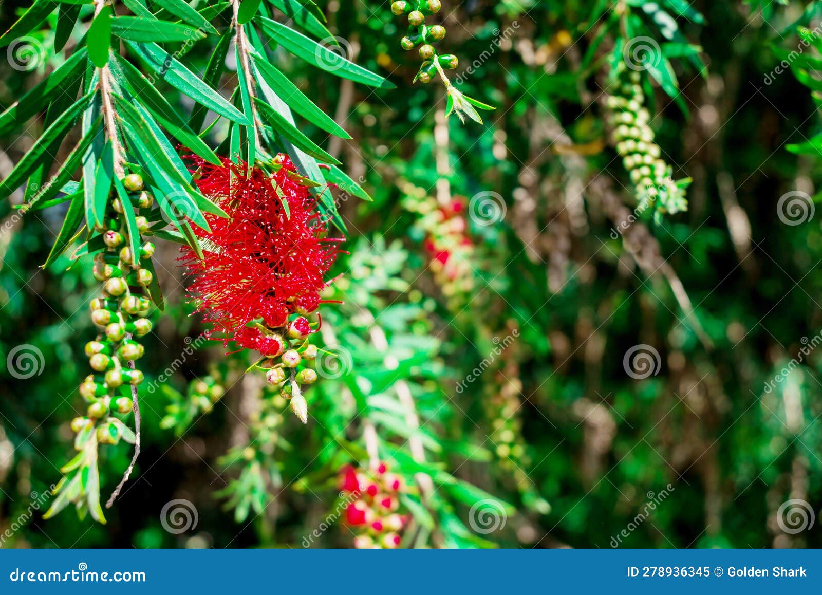 Pink Flowers of Eucalyptus Calophylla Flowering Tree Stock Image ...