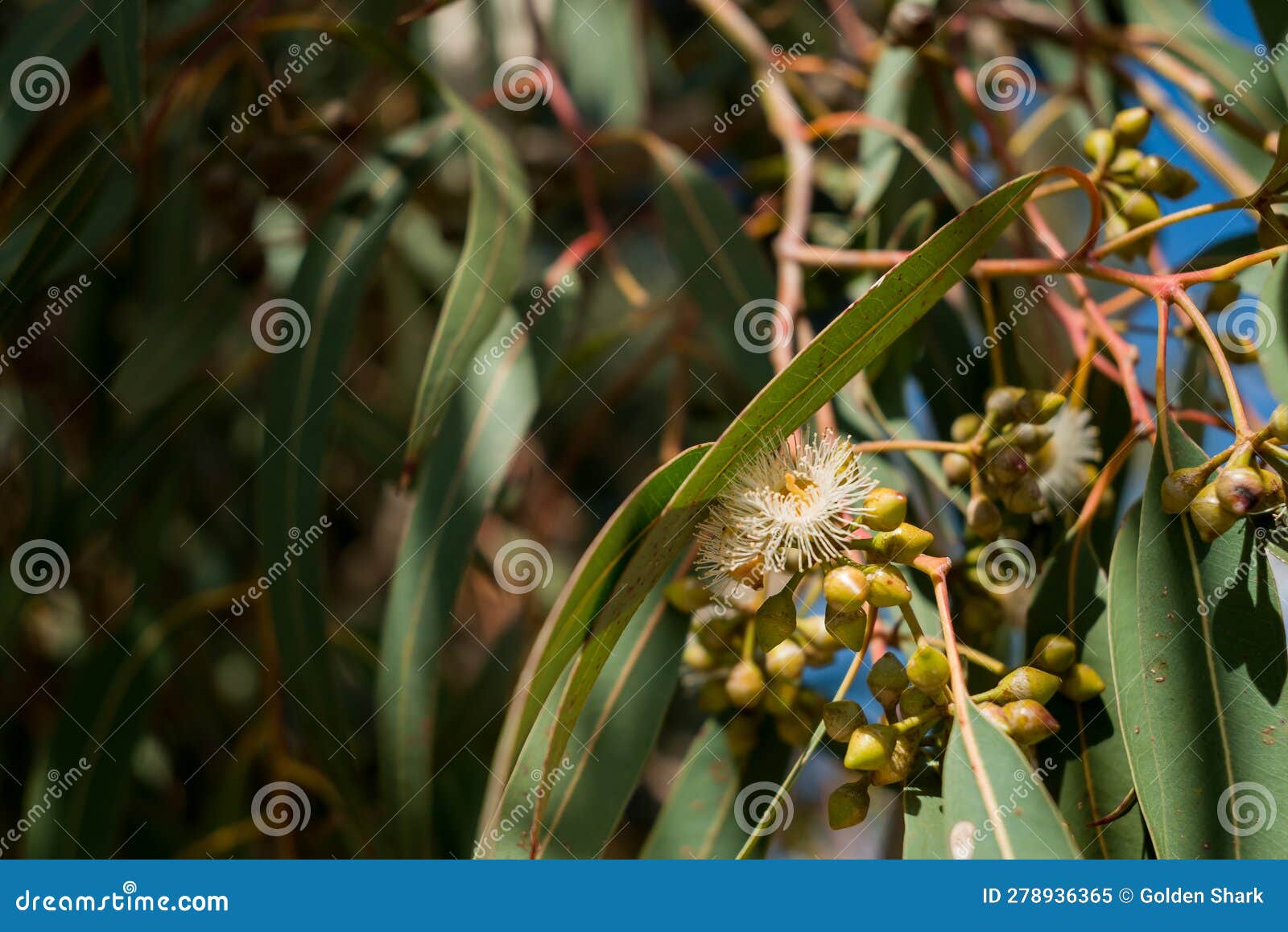 Pink Flowers of Eucalyptus Calophylla Flowering Tree Stock Image ...