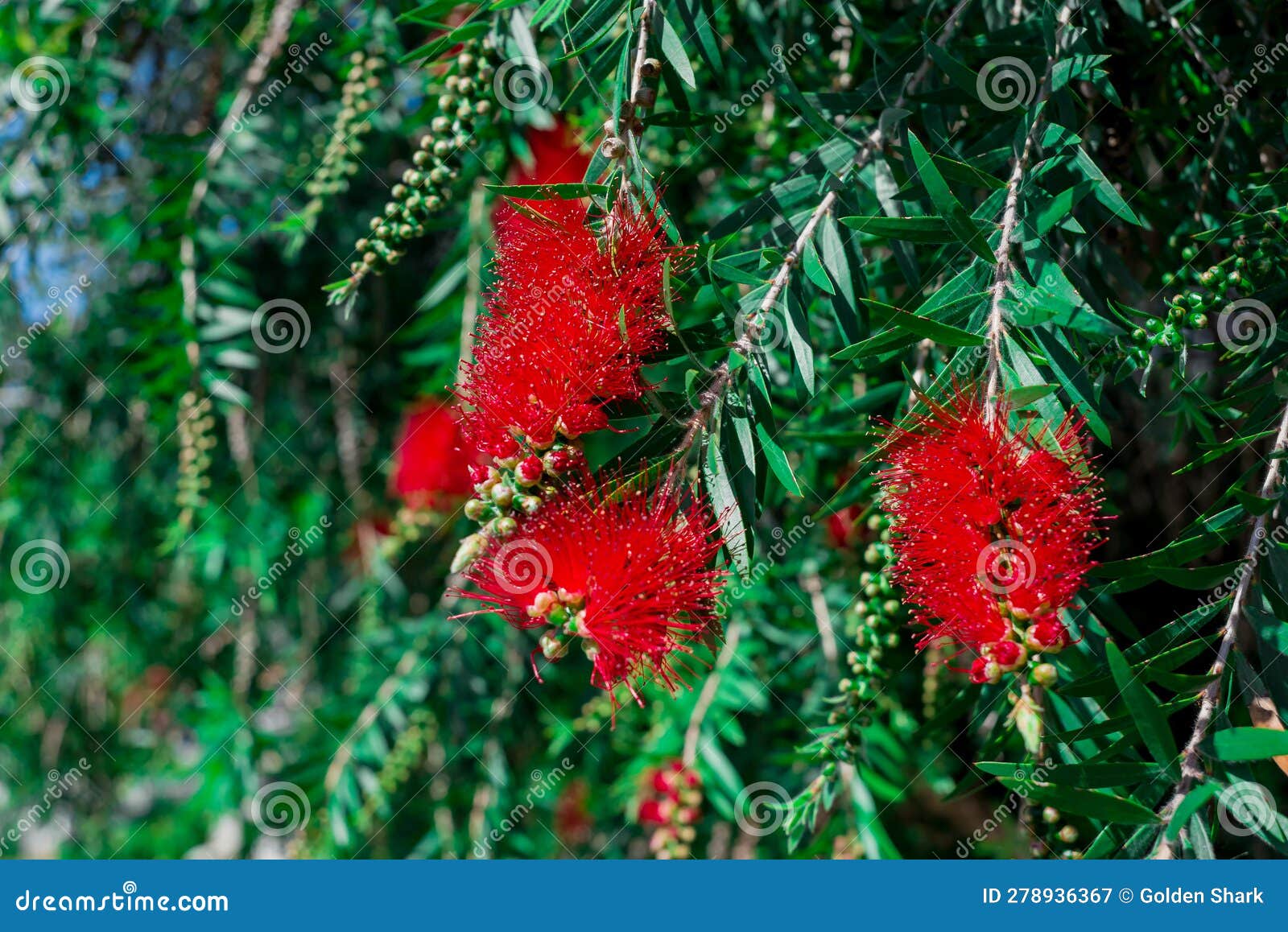 Pink Flowers of Eucalyptus Calophylla Flowering Tree Stock Image ...