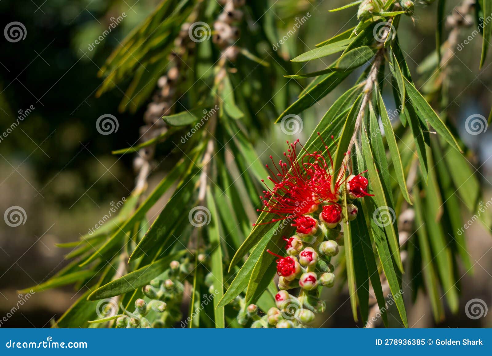 Pink Flowers of Eucalyptus Calophylla Flowering Tree Stock Image ...