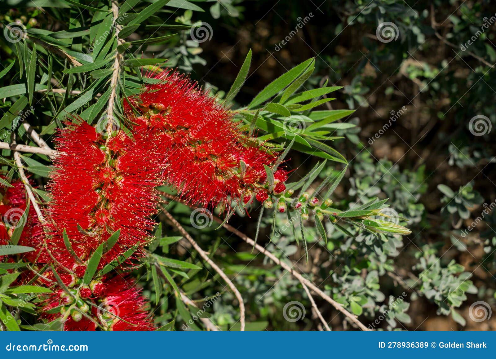 Pink Flowers of Eucalyptus Calophylla Flowering Tree Stock Image ...
