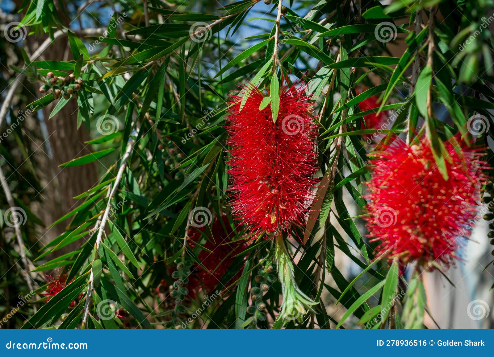 Pink Flowers of Eucalyptus Calophylla Flowering Tree Stock Photo ...