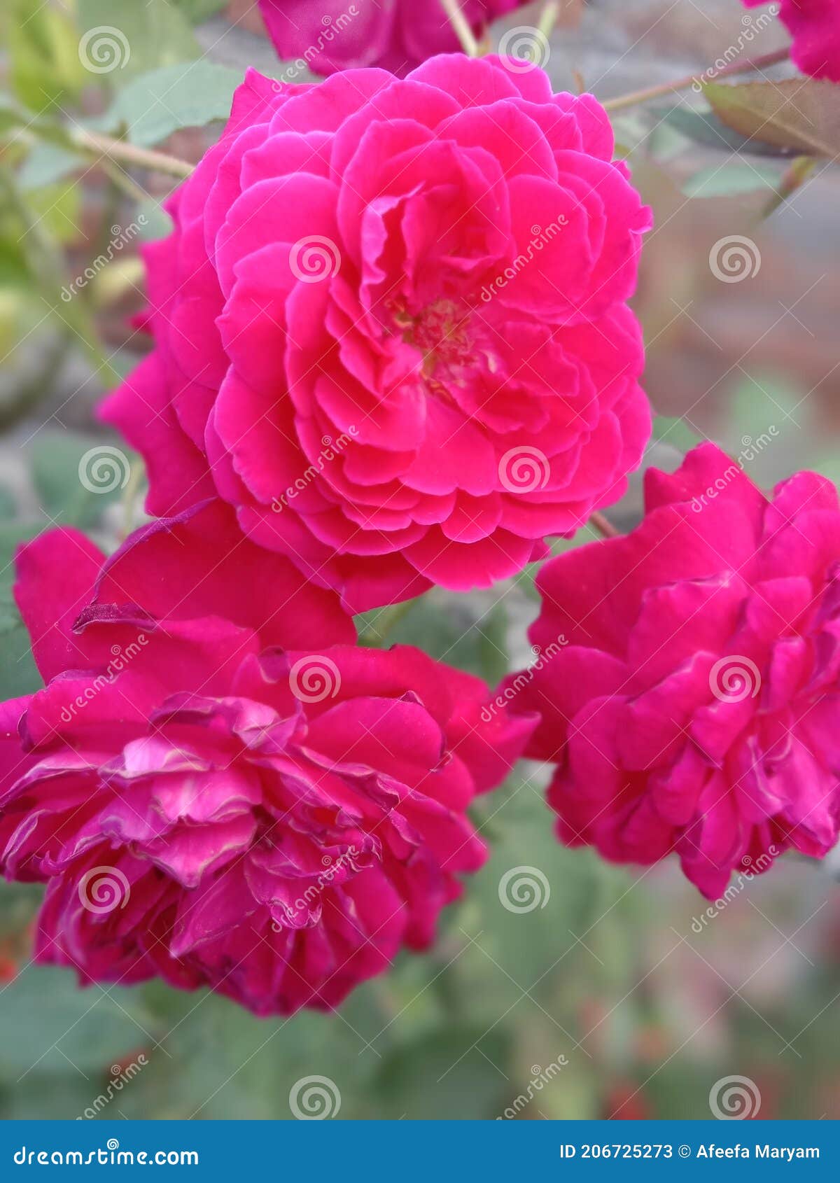 Pink Flowers are Eye_catchers Stock Image - Image of flowers, catchers ...