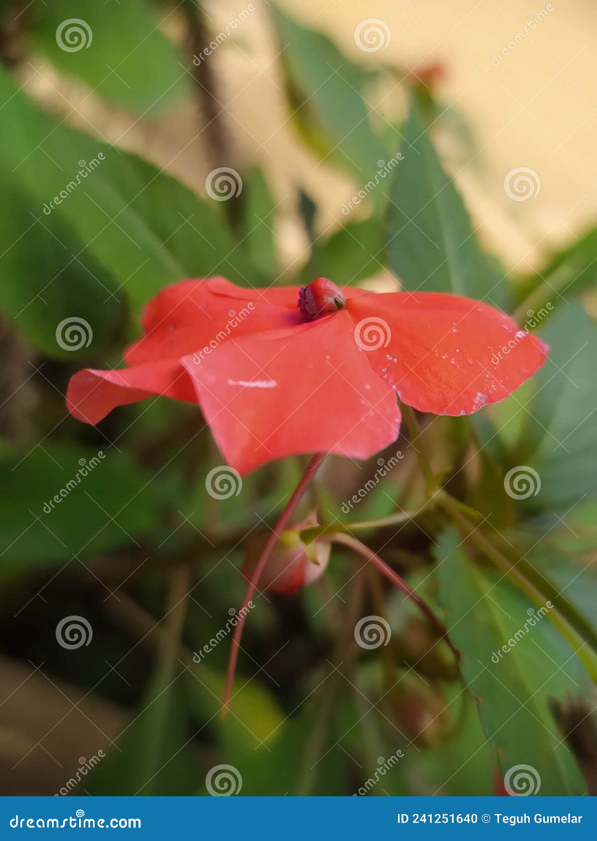 Pink Flowers Facing Up in the Garden on a Blur Background Stock Photo ...