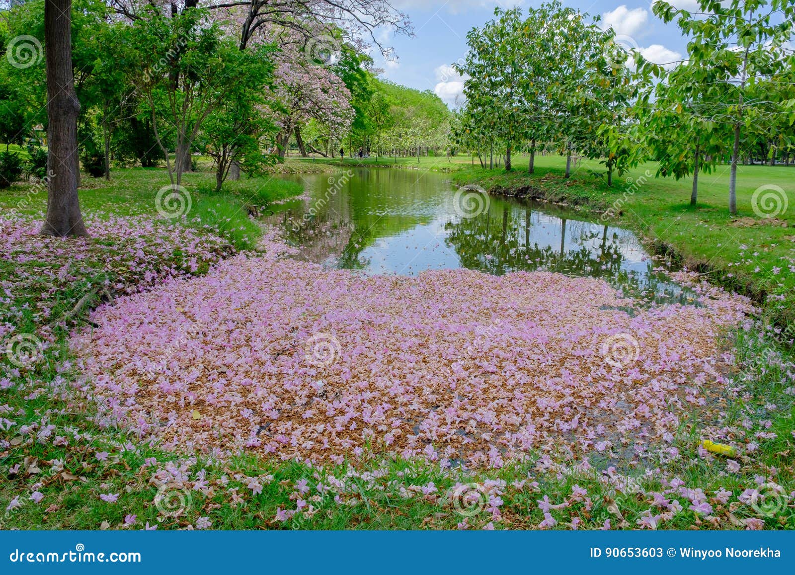Pink Flowers Fall in the Swamp. Stock Image - Image of rosea, blossom ...