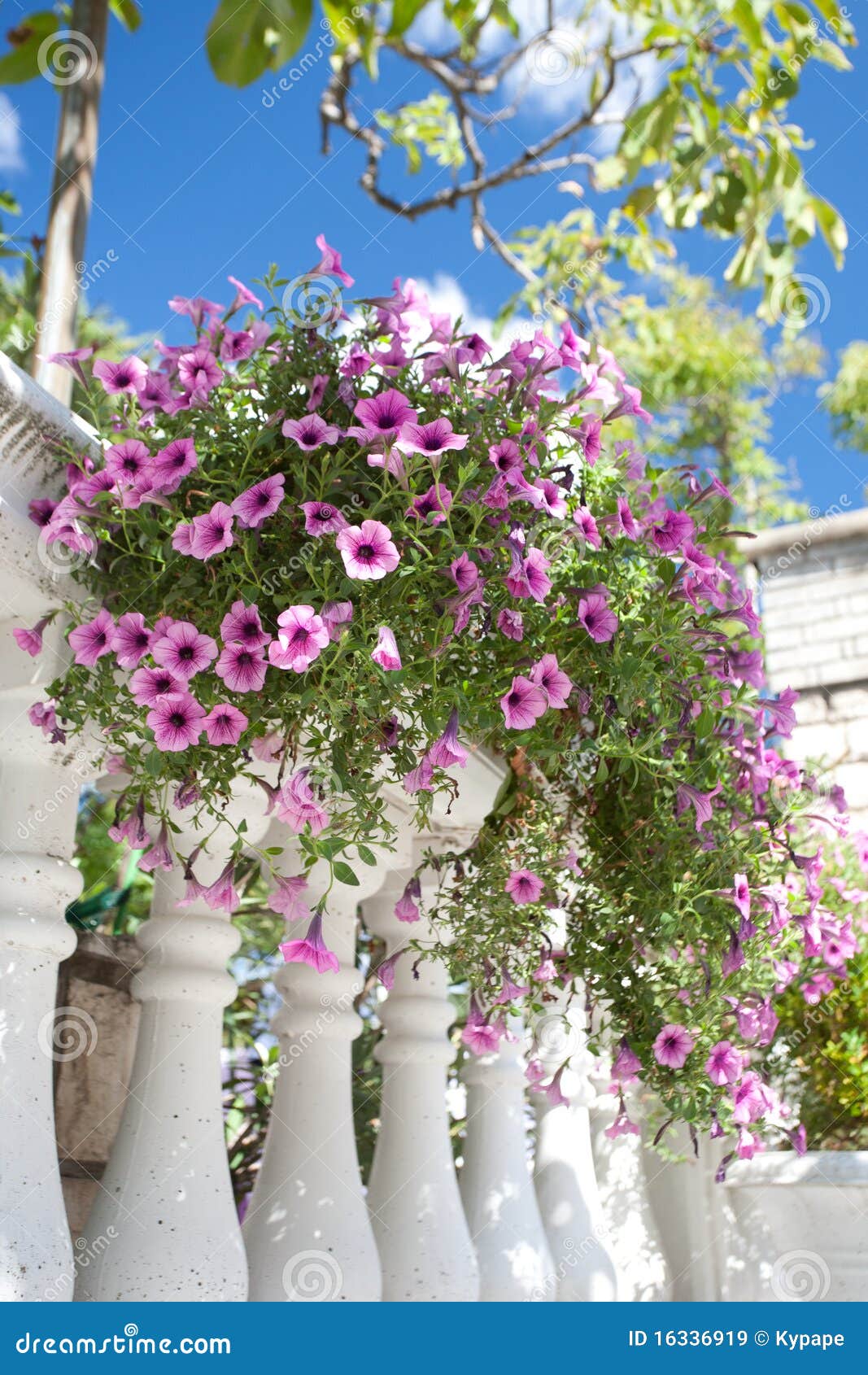 Pink Flowers on the Fence stock image. Image of flower - 16336919