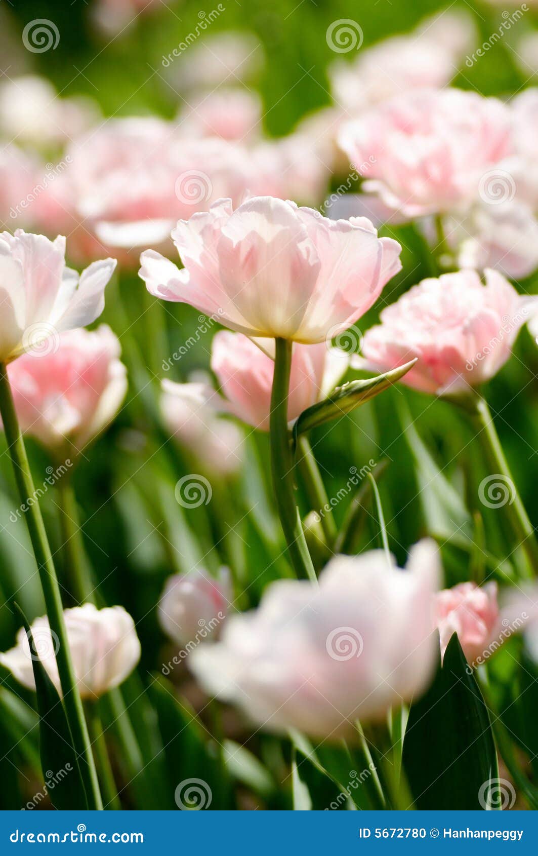 Pink flowers field stock photo. Image of flower, fragrant - 5672780
