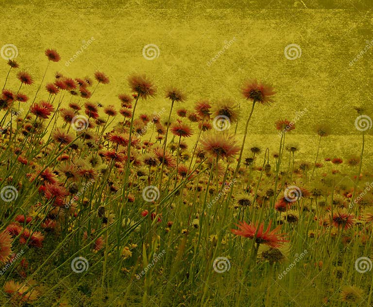 Pink flowers in a field stock photo. Image of retro, aged - 5679694