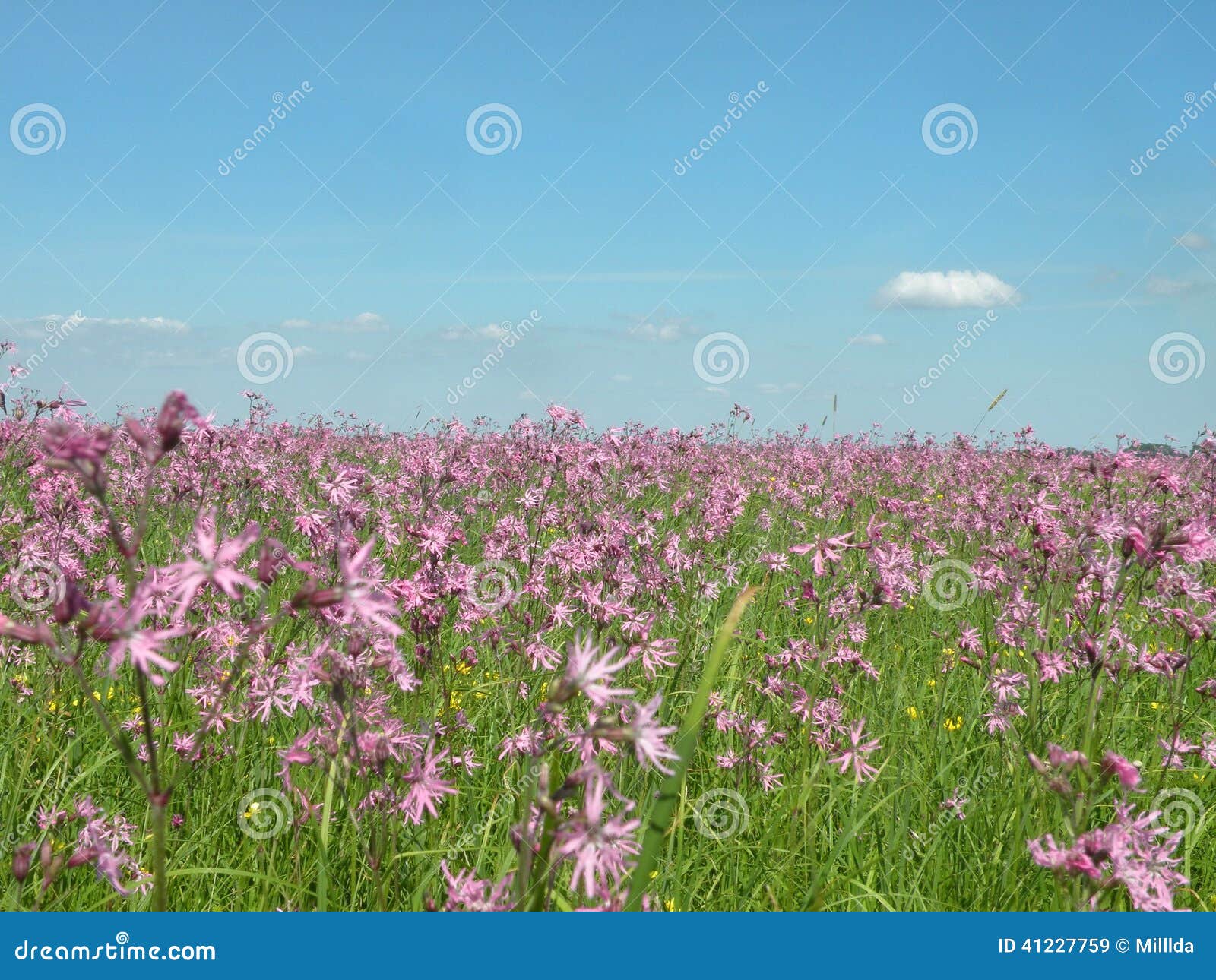Pink flowers field stock image. Image of field, beautiful - 41227759