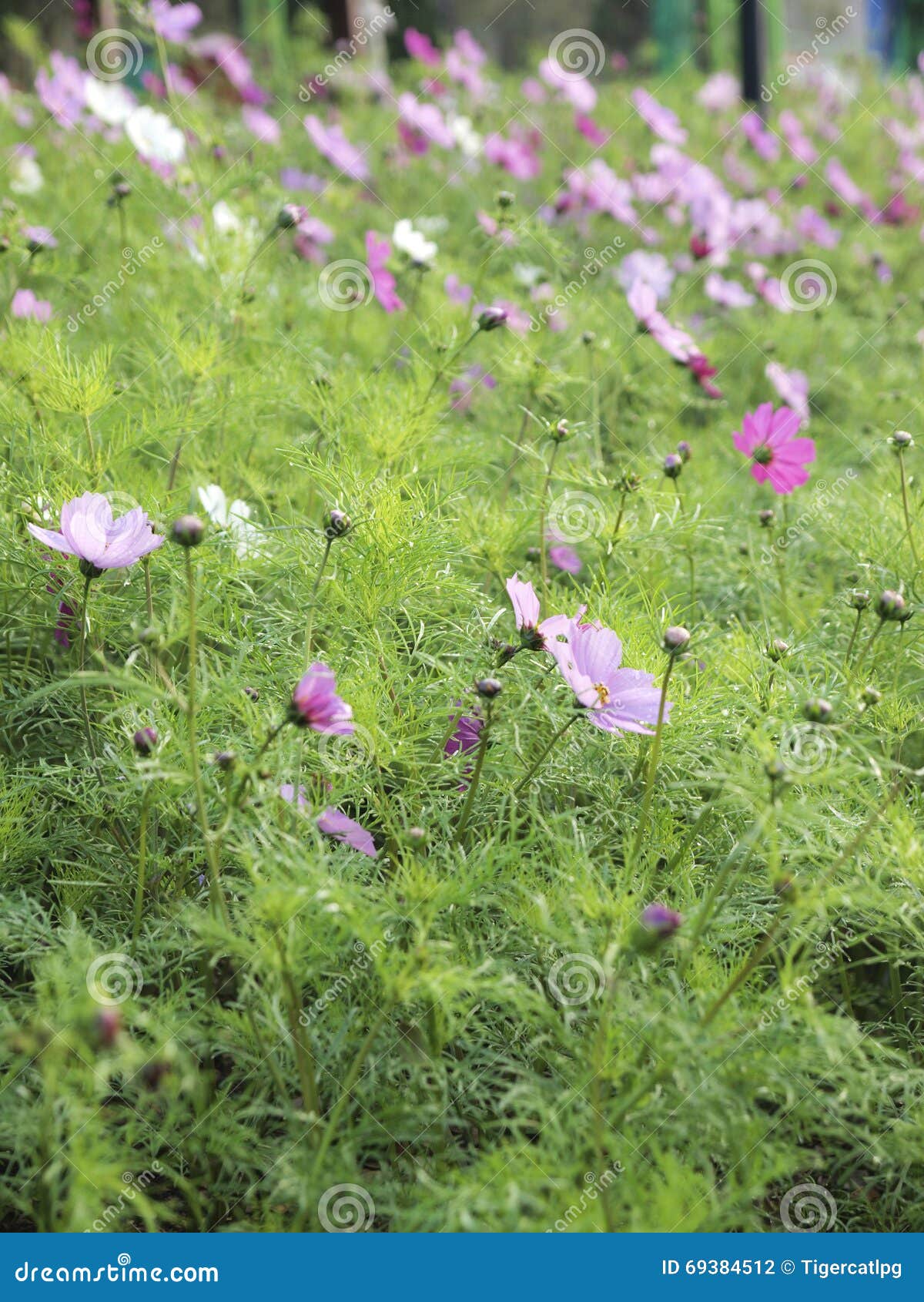 The pink flowers field stock photo. Image of summer, nature - 69384512