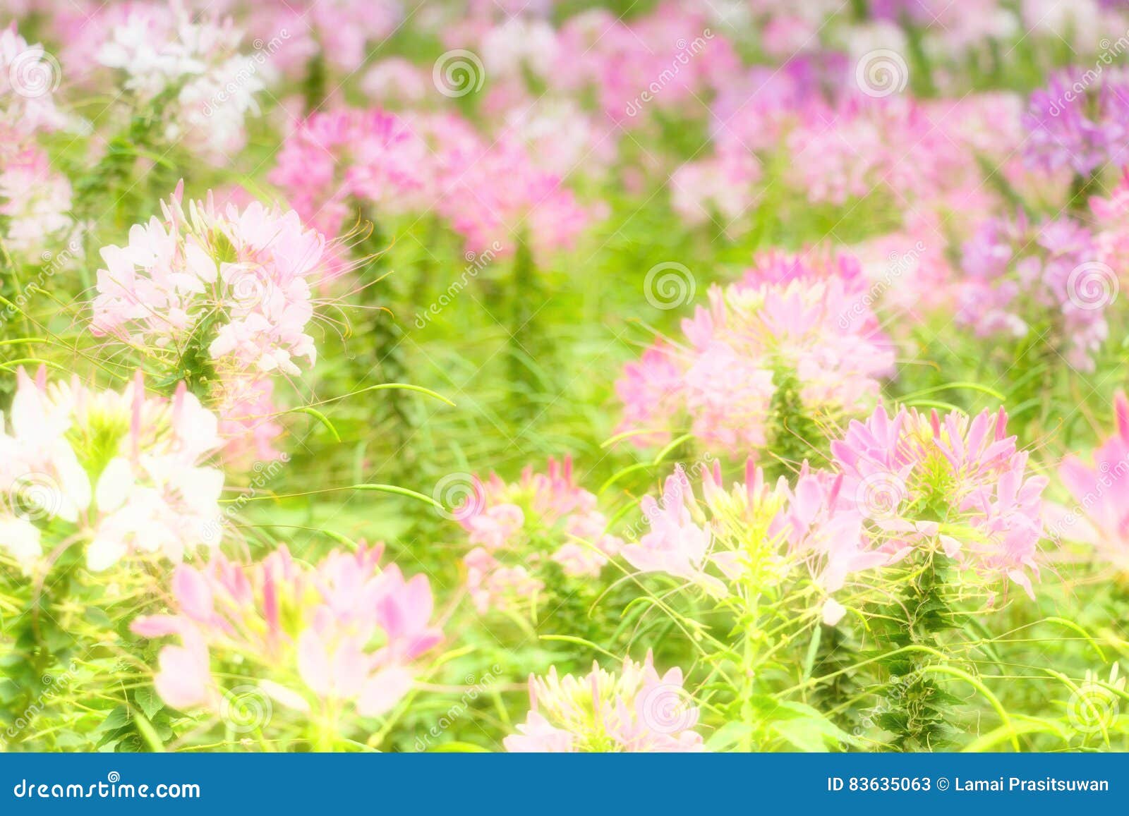 Pink flowers in field stock image. Image of season, pink - 83635063
