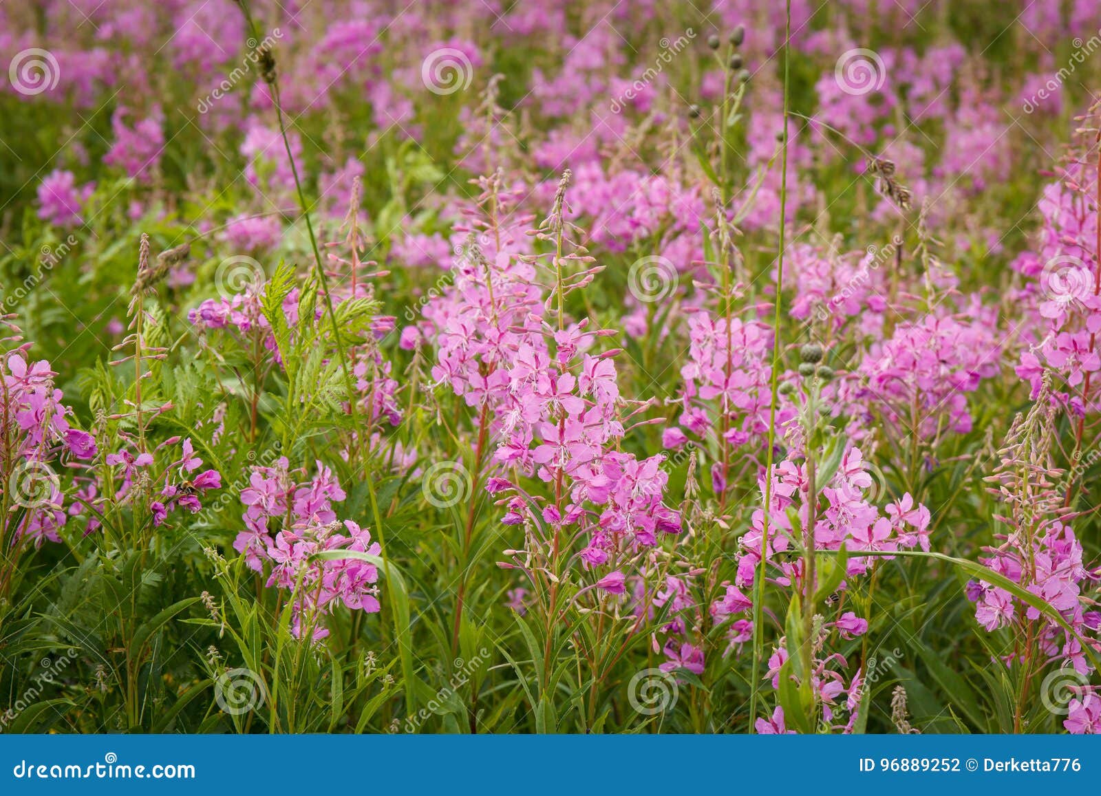 Pink Flowers of Fireweed in Bloom Ivan Tea. Flowering Willow-herb or ...