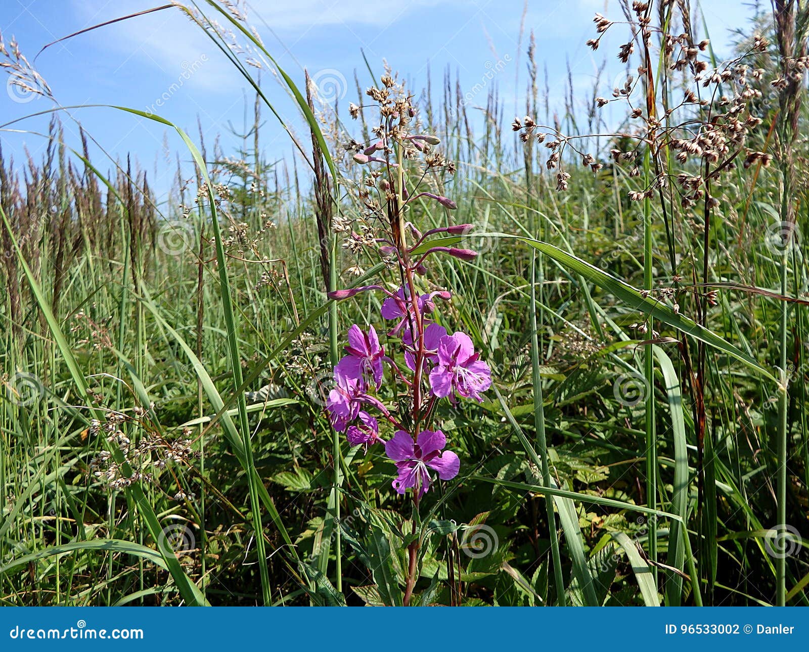 Pink flowers of fireweed stock photo. Image of natural - 96533002