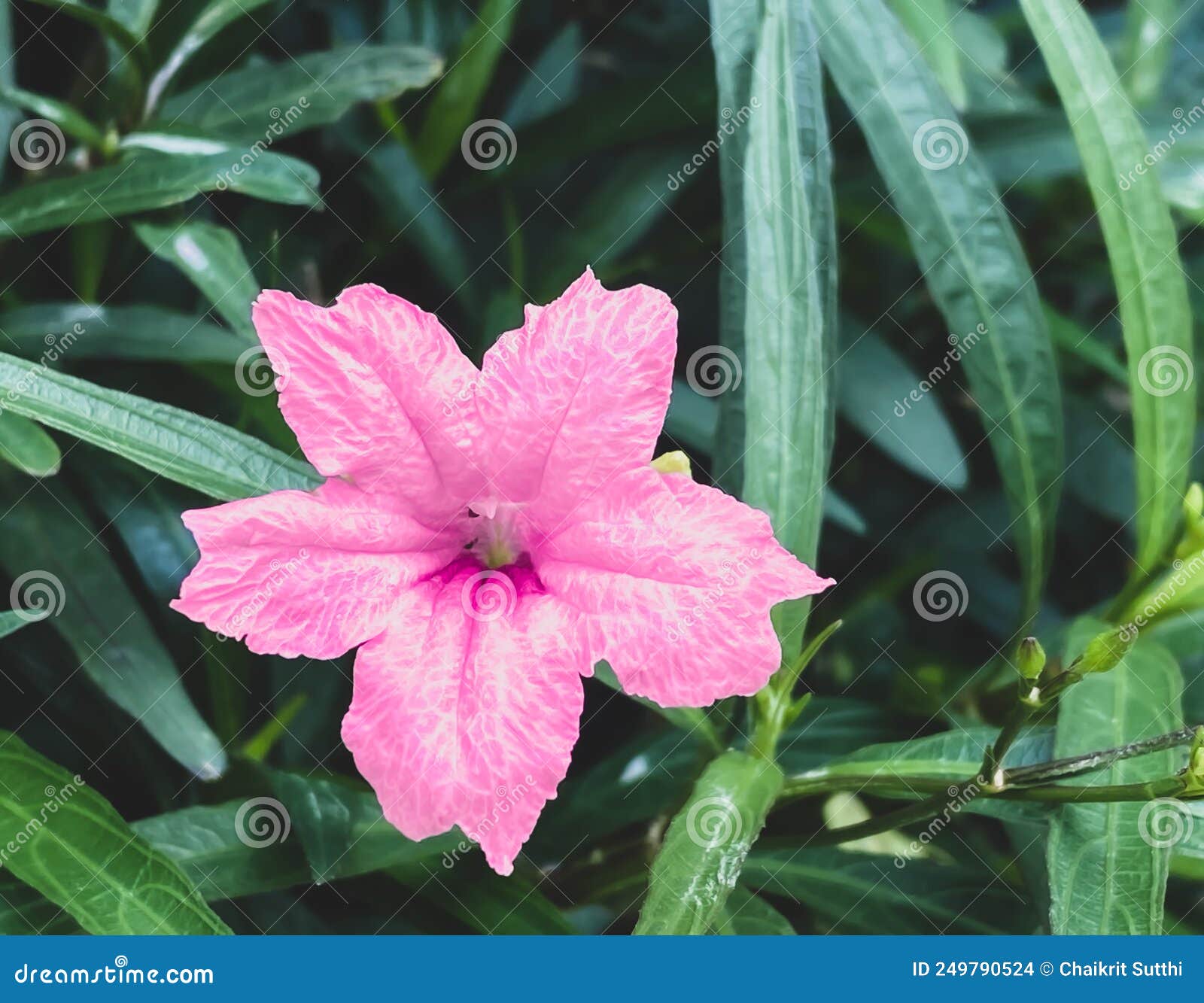 Pink Flowers ,Five-petaled Flowers are Blooming Stock Photo - Image of ...