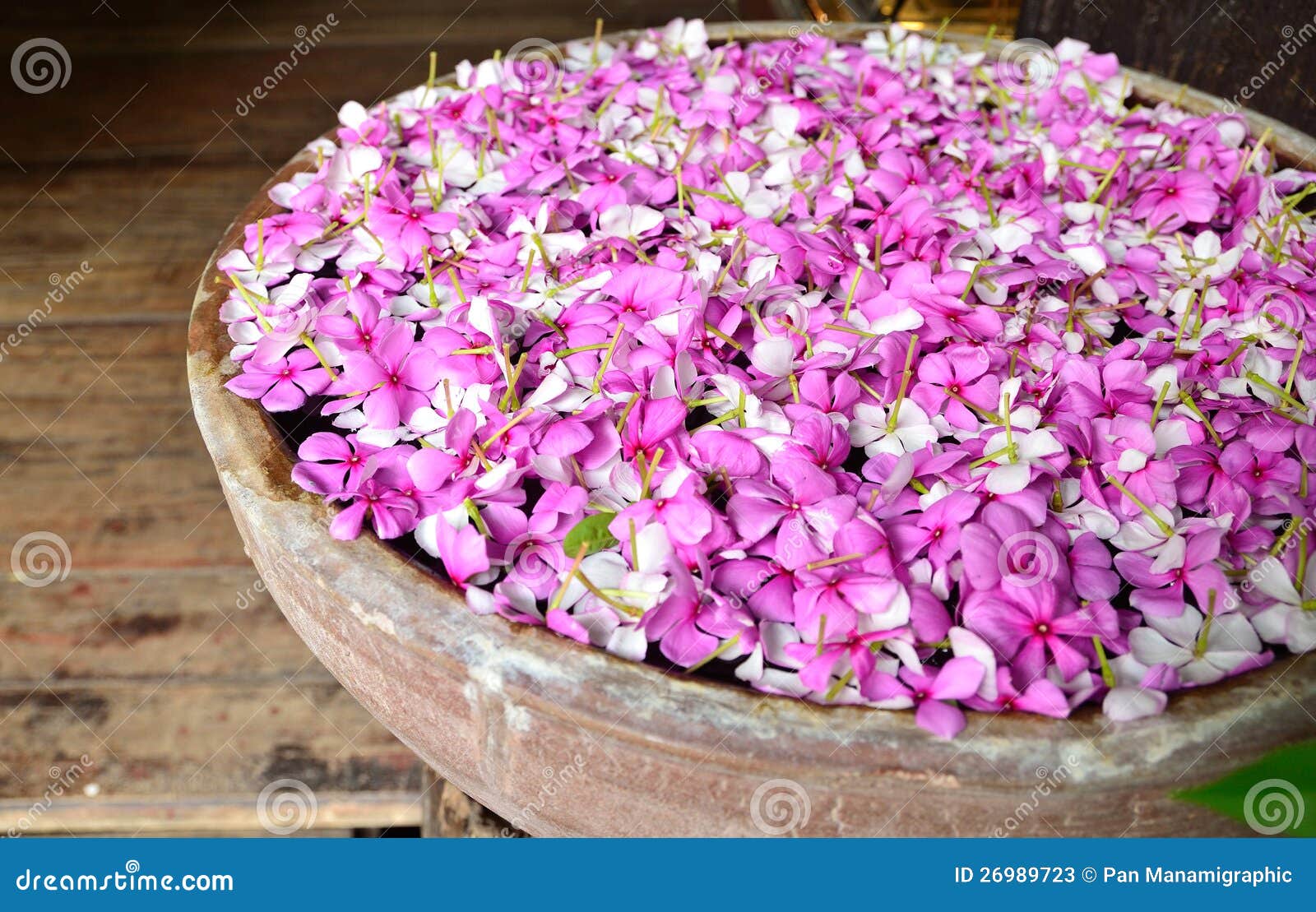 Pink Flowers Floating in the Bowl Stock Image - Image of detail ...