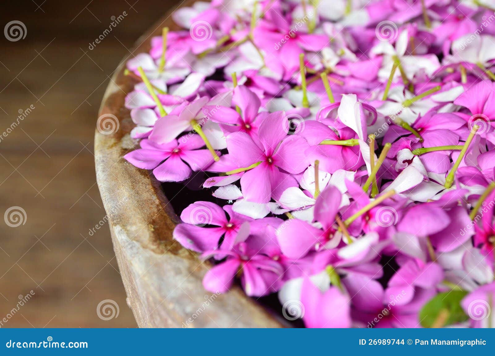 Pink Flowers Floating in the Bowl Stock Photo - Image of beauty, garden ...