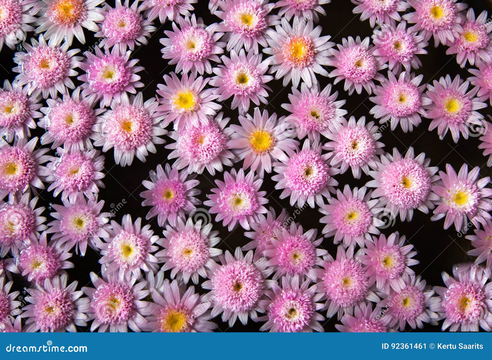 Pink Flowers Floating in Water. Stock Image - Image of pink, bunch ...