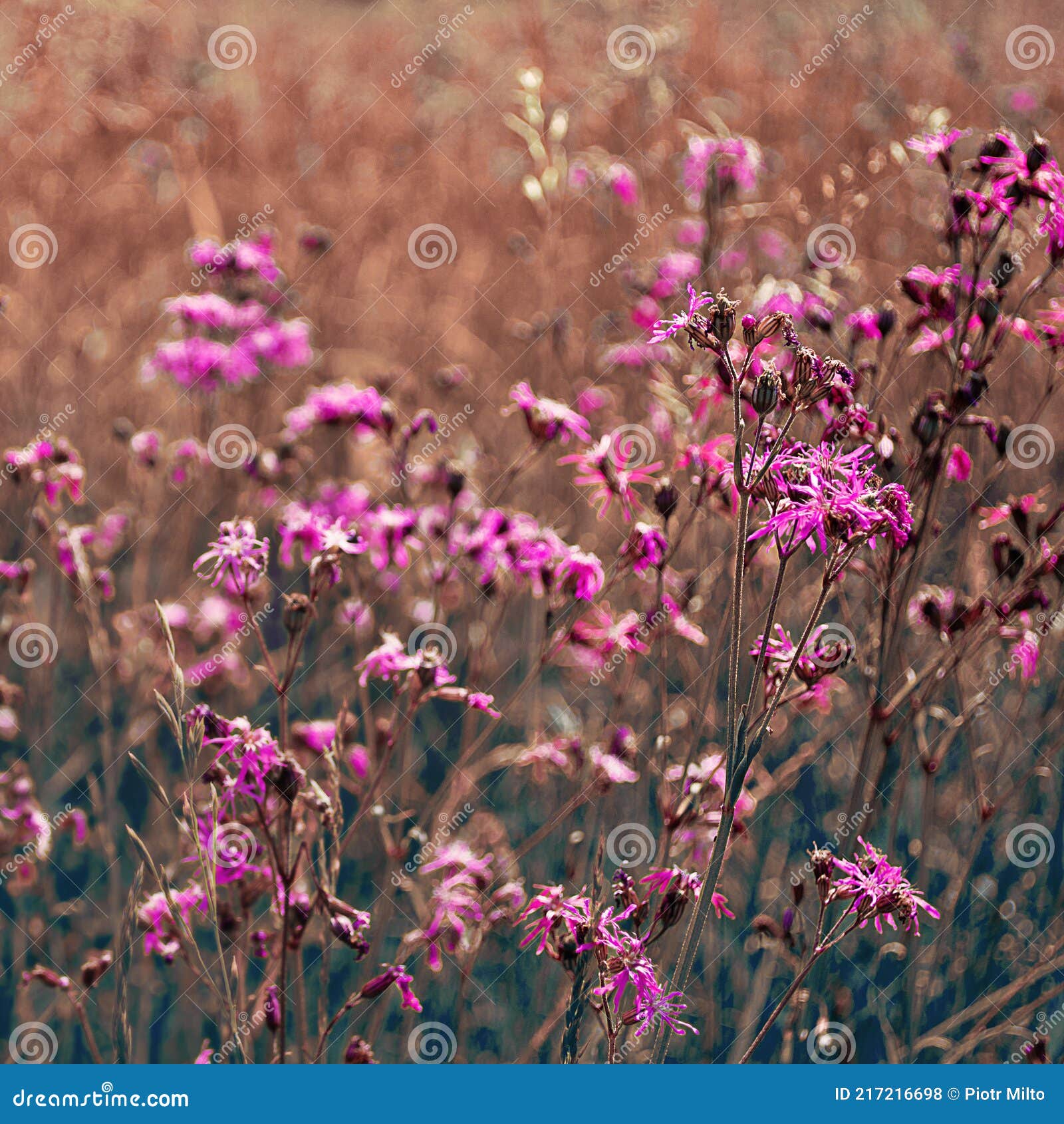Pink Flowers, Flower Pattern, Minimalism, Many Small Flowers Stock ...