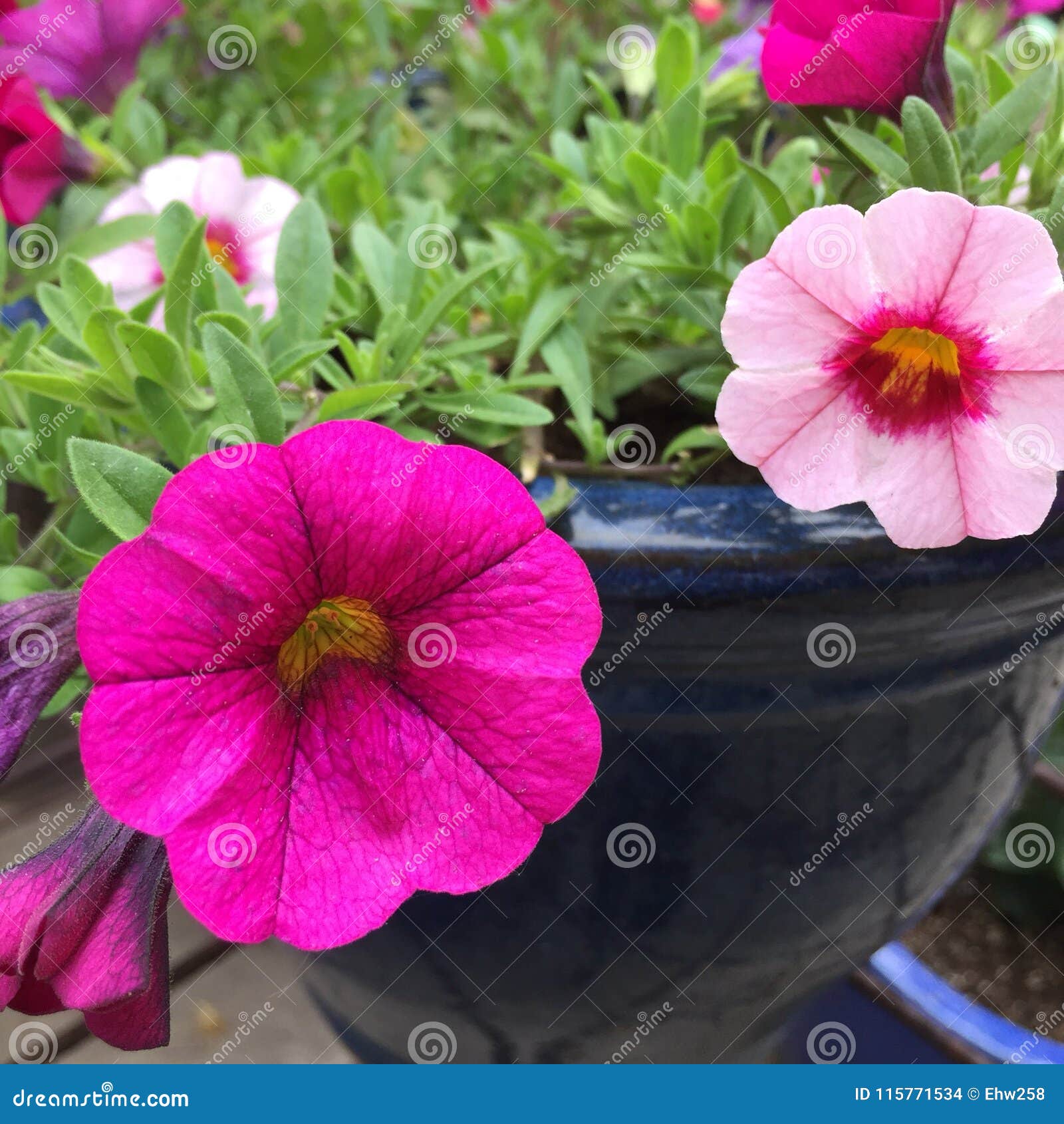 Pink flowers in flowerpot stock photo. Image of closeup - 115771534