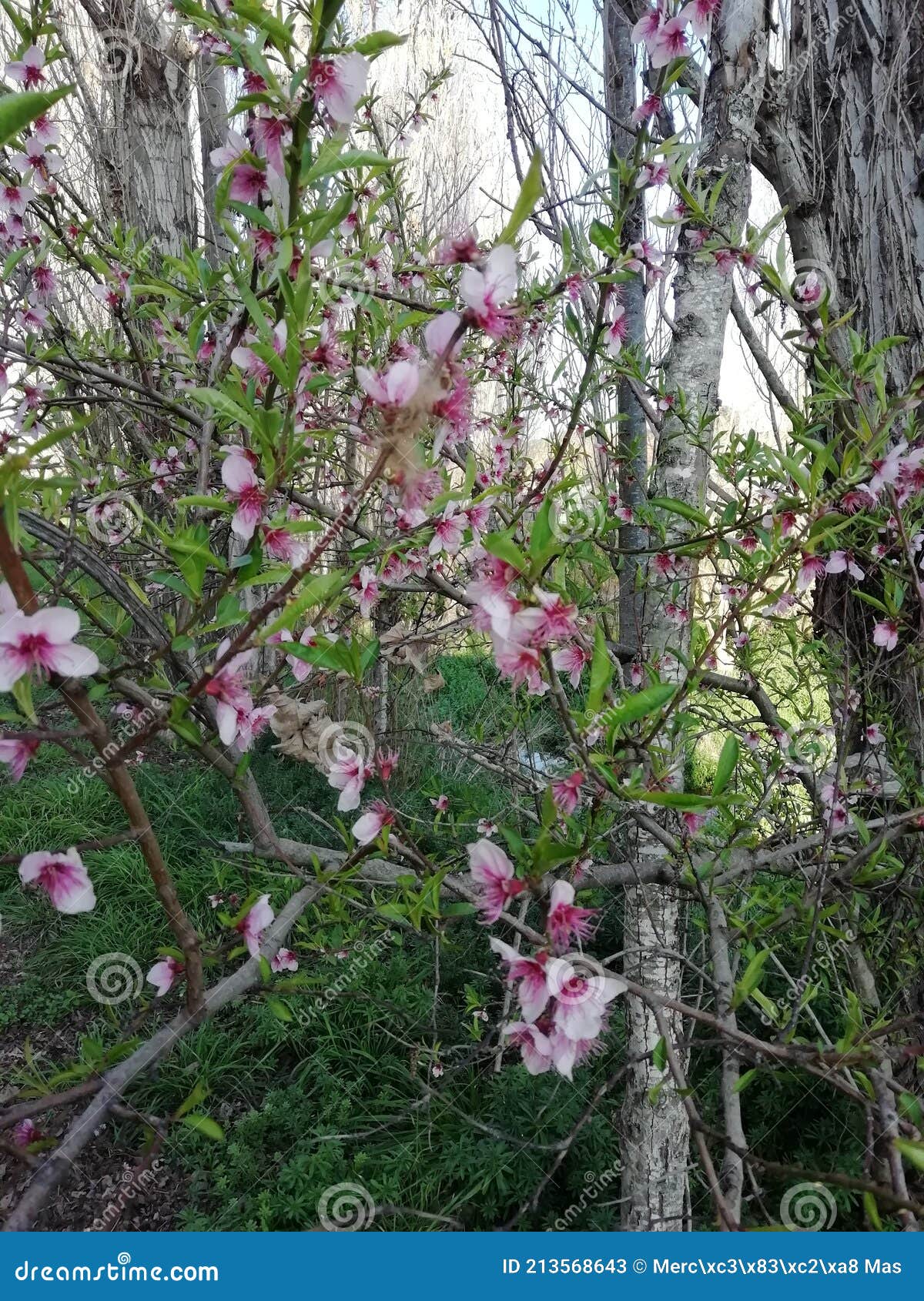 Pink flowers in the forest stock image. Image of green - 213568643