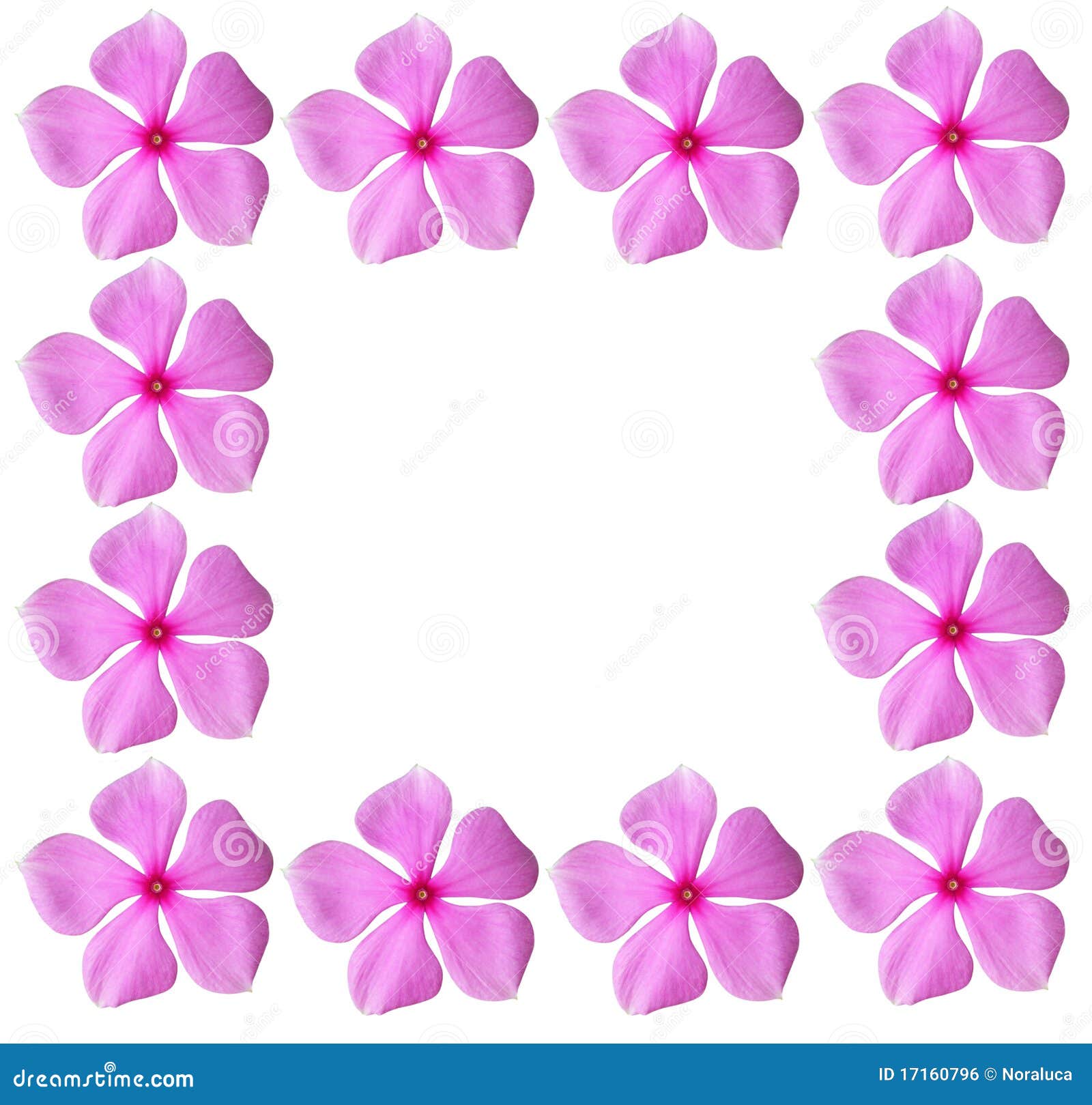 Pink flowers frame stock photo. Image of beauty, blank - 17160796