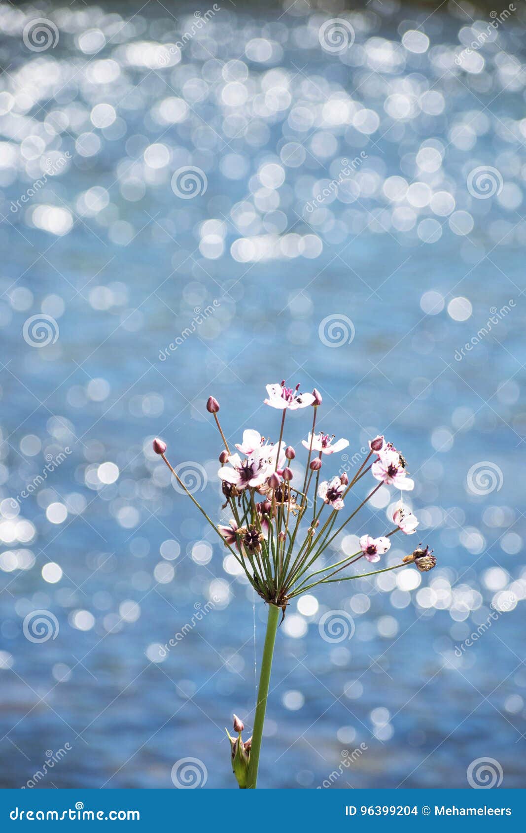 Sparkling River Water Wallpaper Stock Image | CartoonDealer.com #172394467