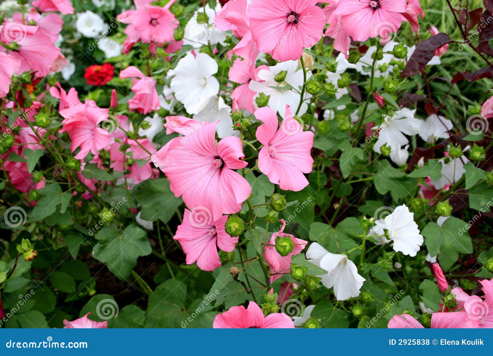 Pink Flowers in garden stock photo. Image of garden, field - 2925838