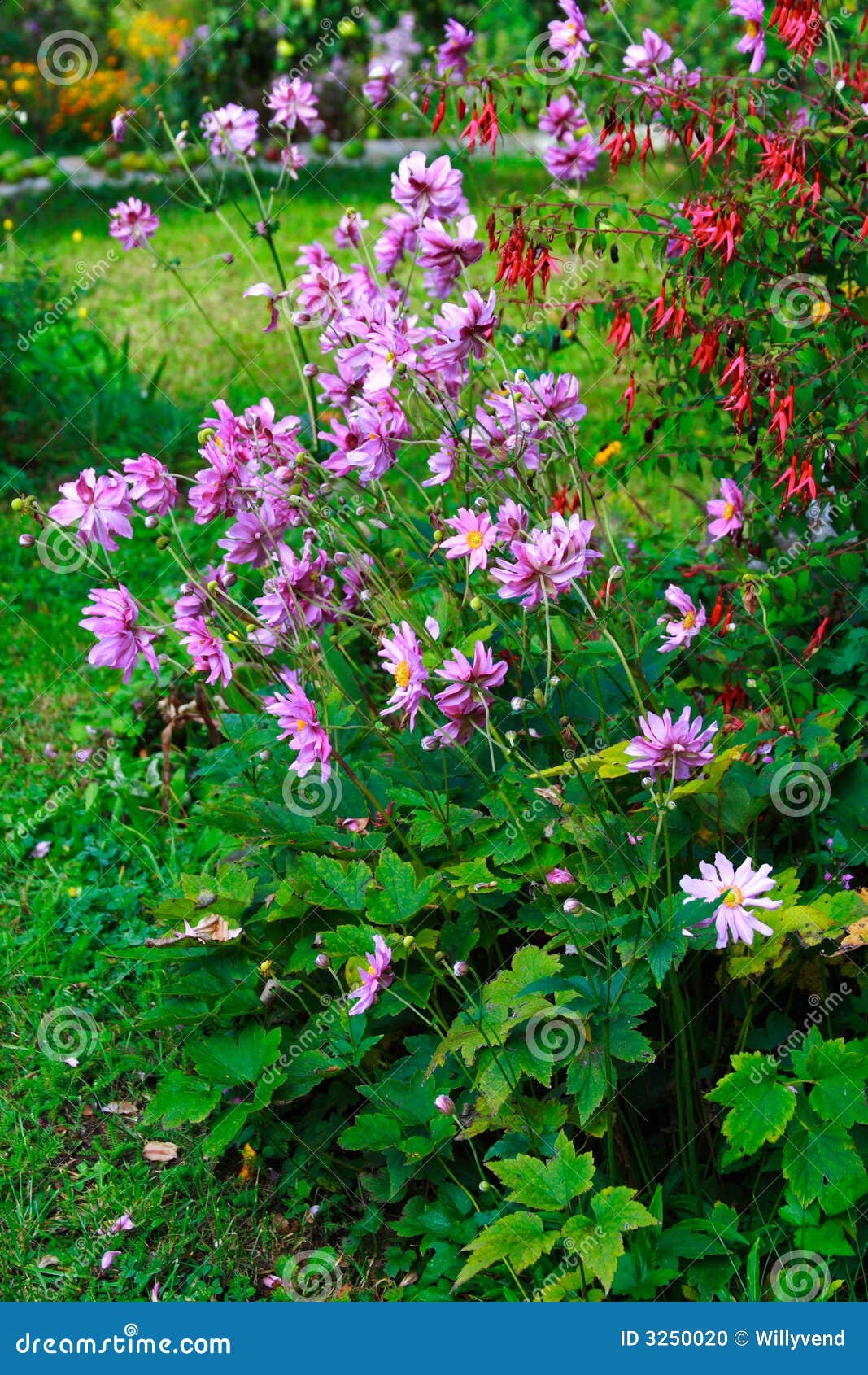 Pink flowers in the garden stock photo. Image of bunch - 3250020