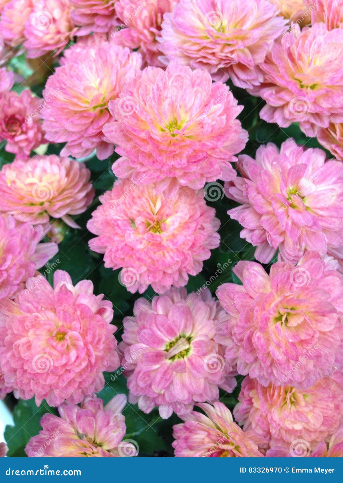 Pink flowers stock photo. Image of floral, fall, garden - 83326970