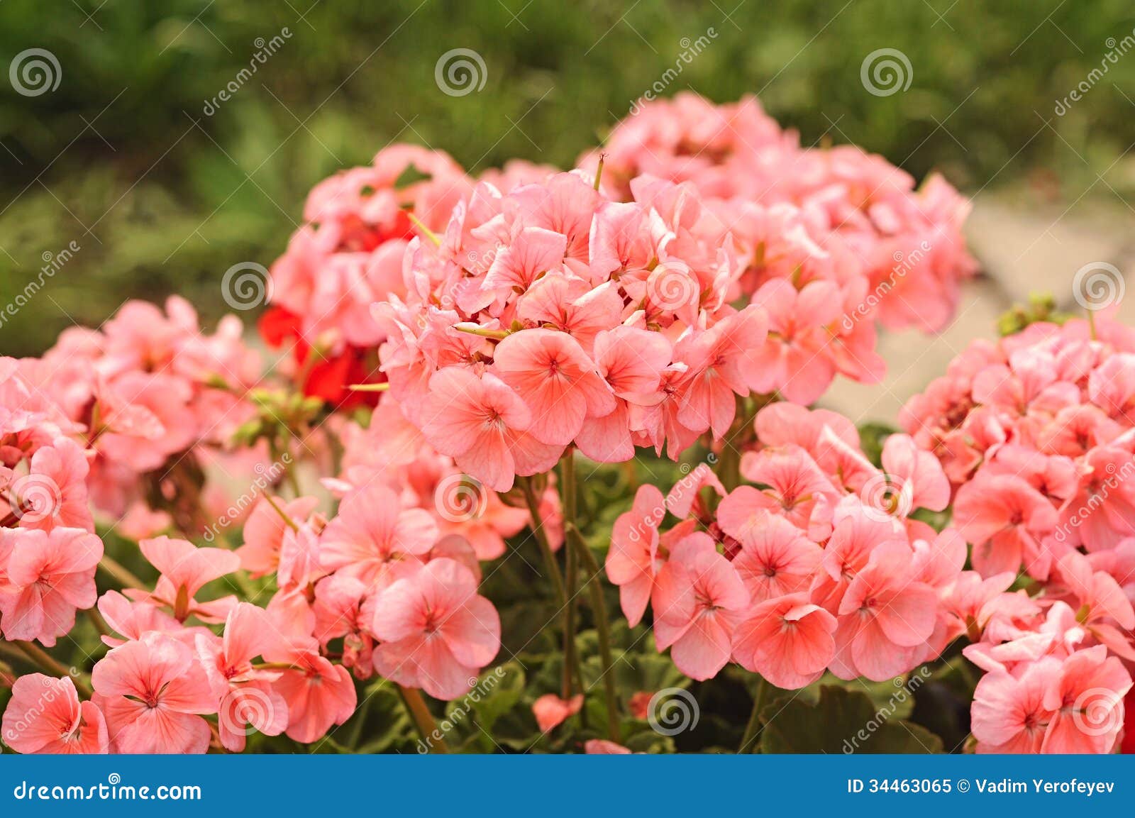 Pink Flowers, Geranium Flower Stock Image - Image of bouquet, bunch ...