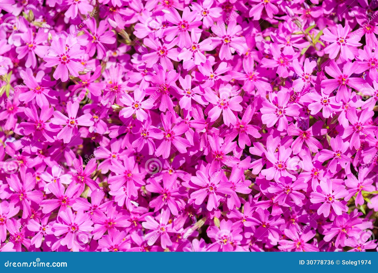 Pink Flowers Glade Background Stock Photo - Image of nature, forest ...