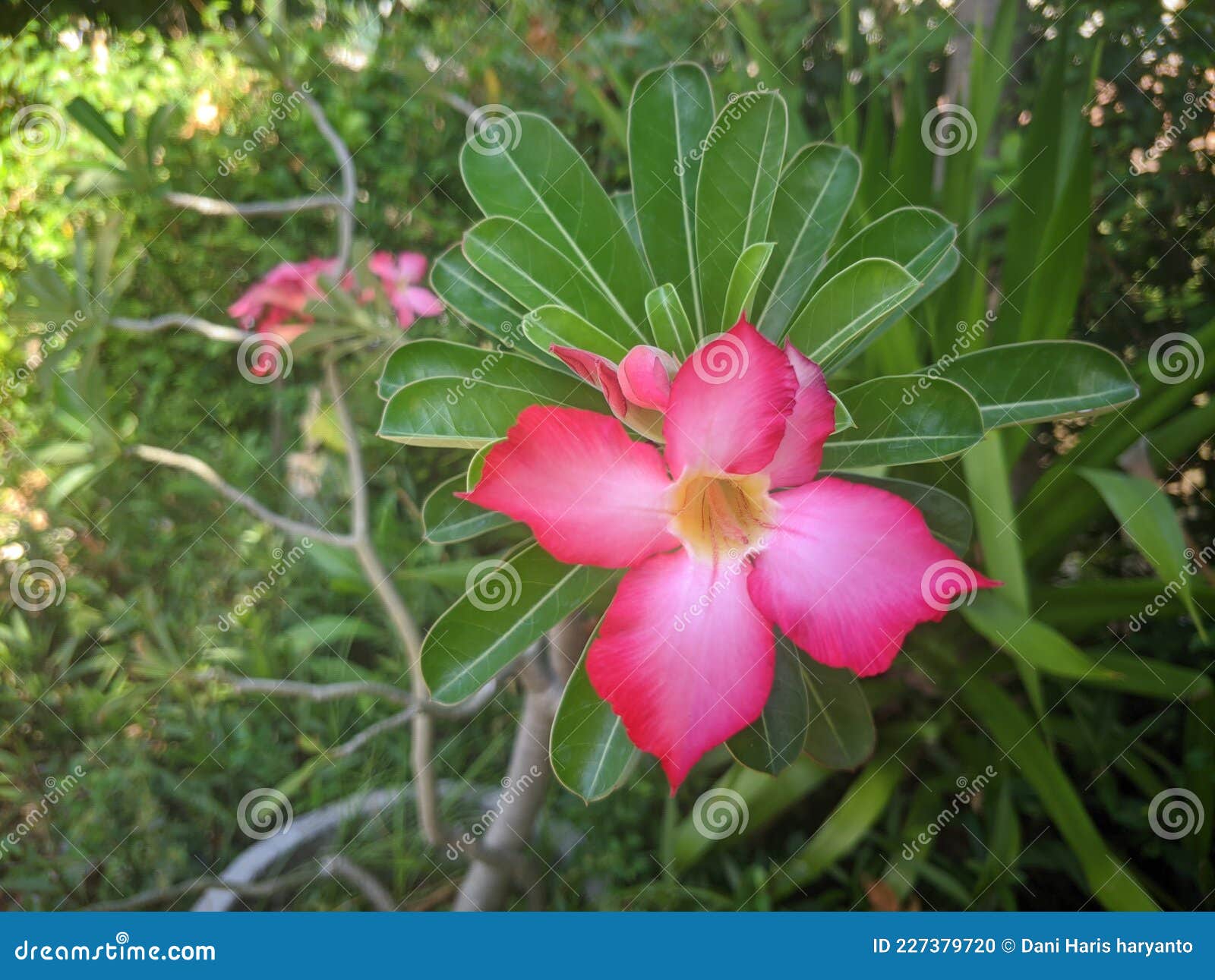 Pink Flowers with Gradient Colors Stock Photo - Image of pink, flower ...