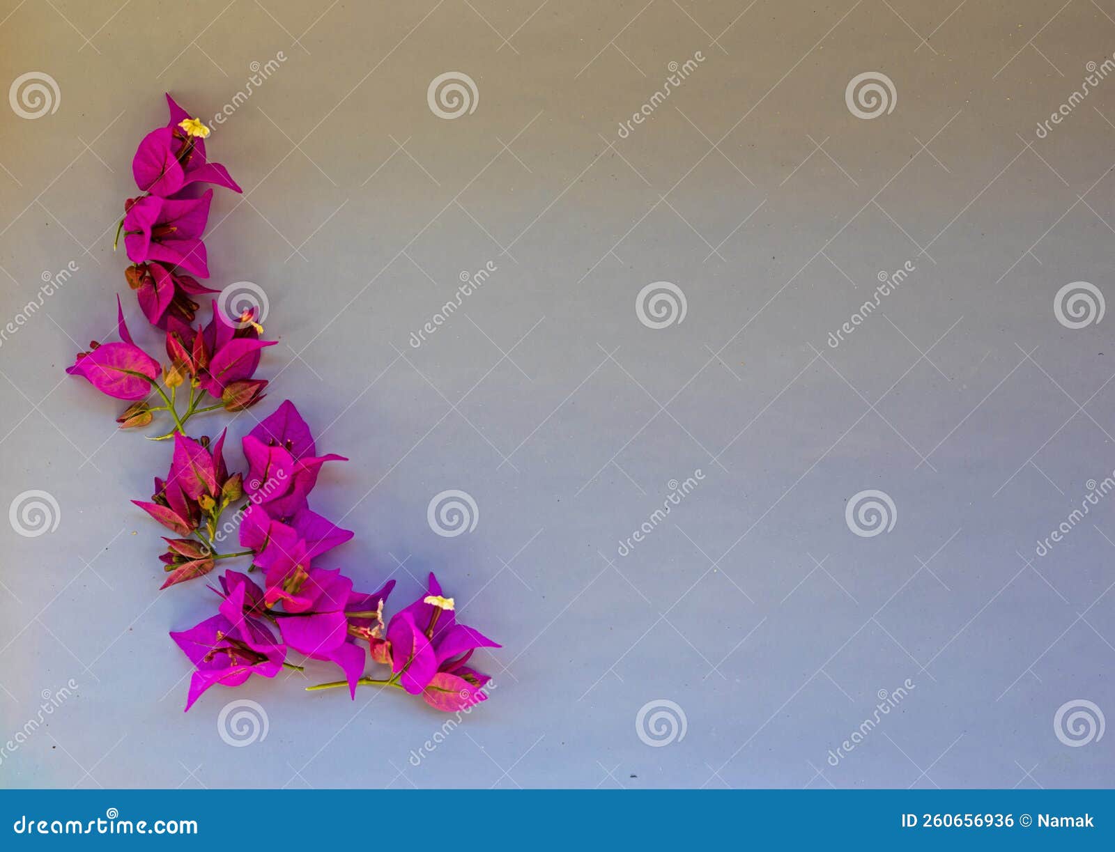 Pink Flowers on a Gray Background. Horizontal Template Stock Photo ...