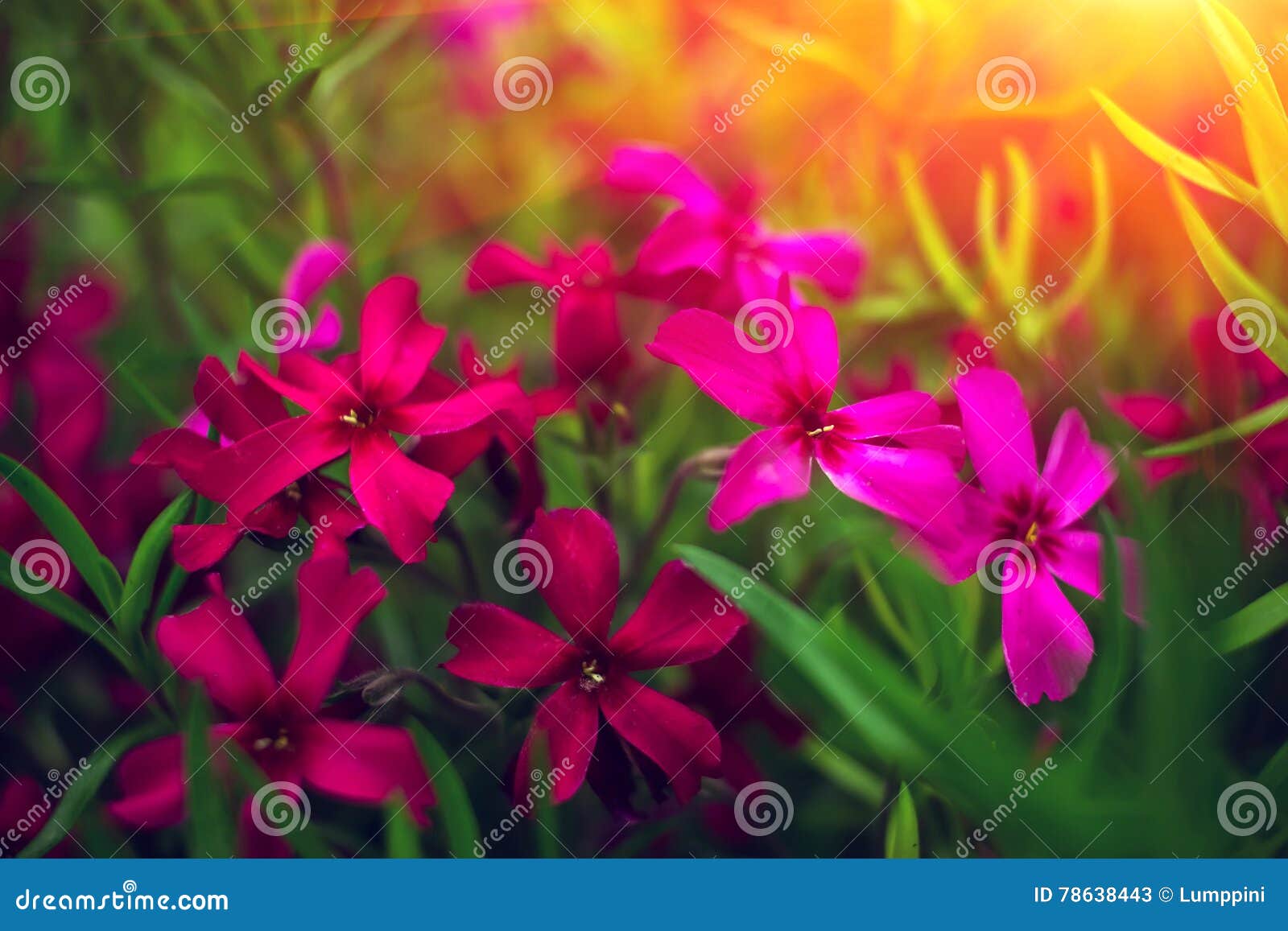 Pink Flowers on Green Grass at Sunset. Stock Image - Image of ...