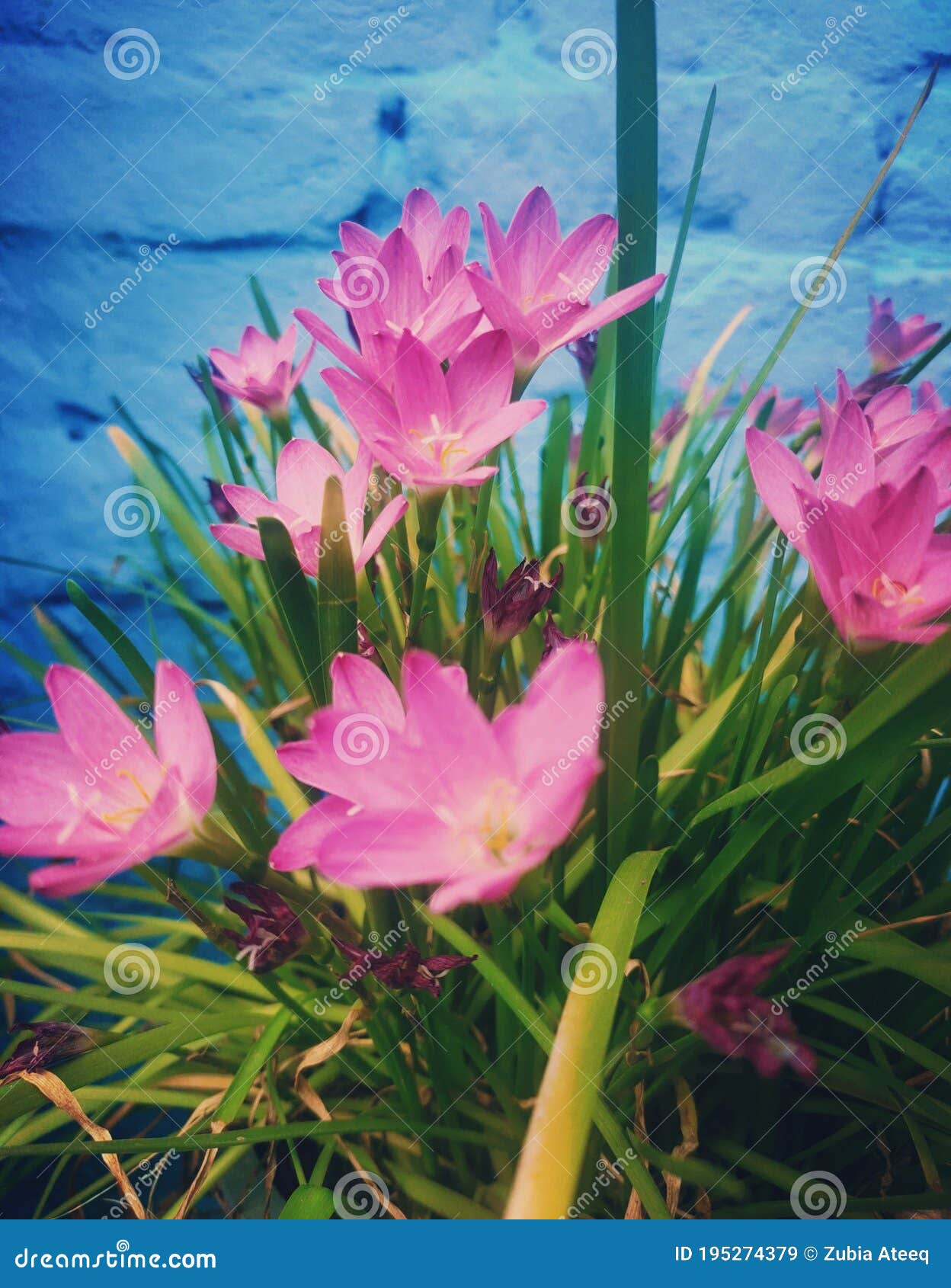 Pink flowers with greenery stock image. Image of greenery - 195274379
