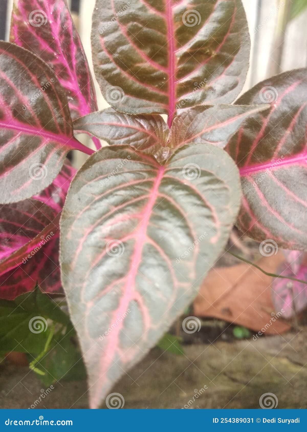 Pink flowers grow stock image. Image of branch, purple - 254389031