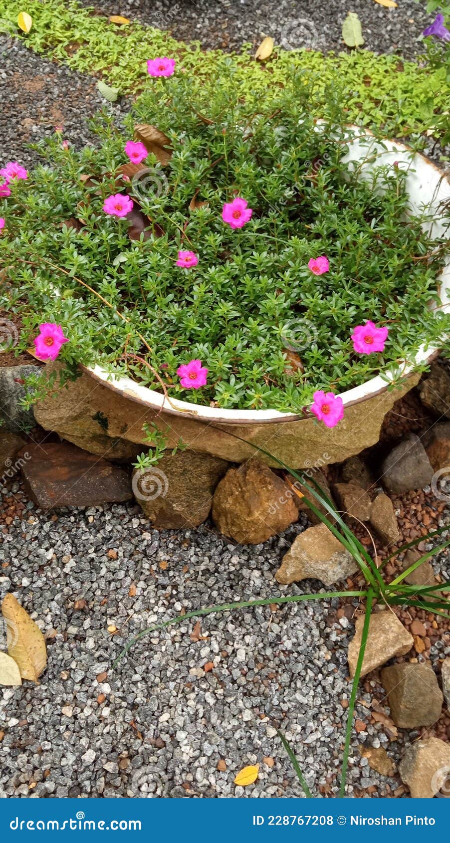 Pink Flowers Growing on a Basin Stock Photo - Image of basin, pond ...