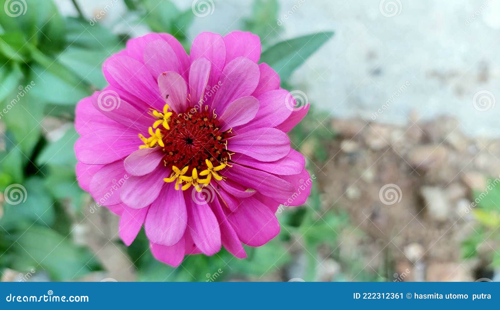 Pink Flowers Growing in Garden Stock Image - Image of purple, growing ...