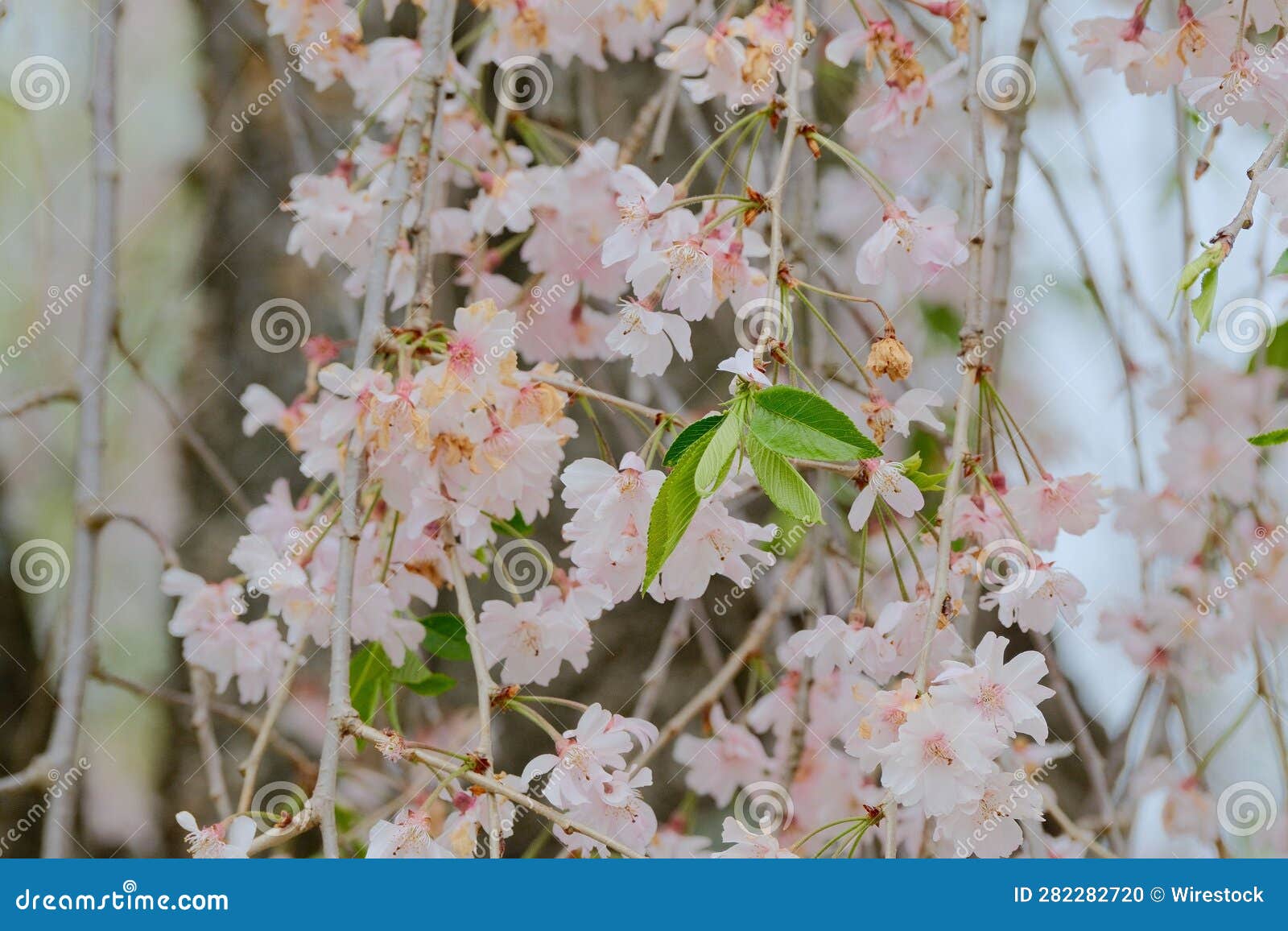 Pink Flowers Hanging from Tree Branches Stock Photo - Image of spring ...