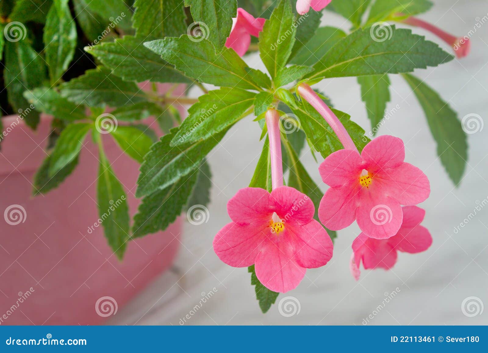 Pink flowers home plants stock image. Image of pink, beautiful - 22113461