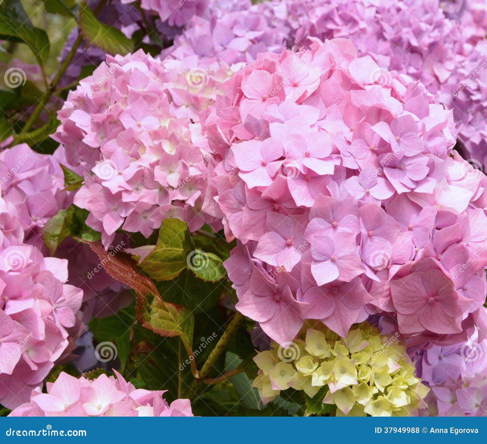 Pink Flowers of a Hydrangea Stock Photo - Image of nature, garden: 37949988