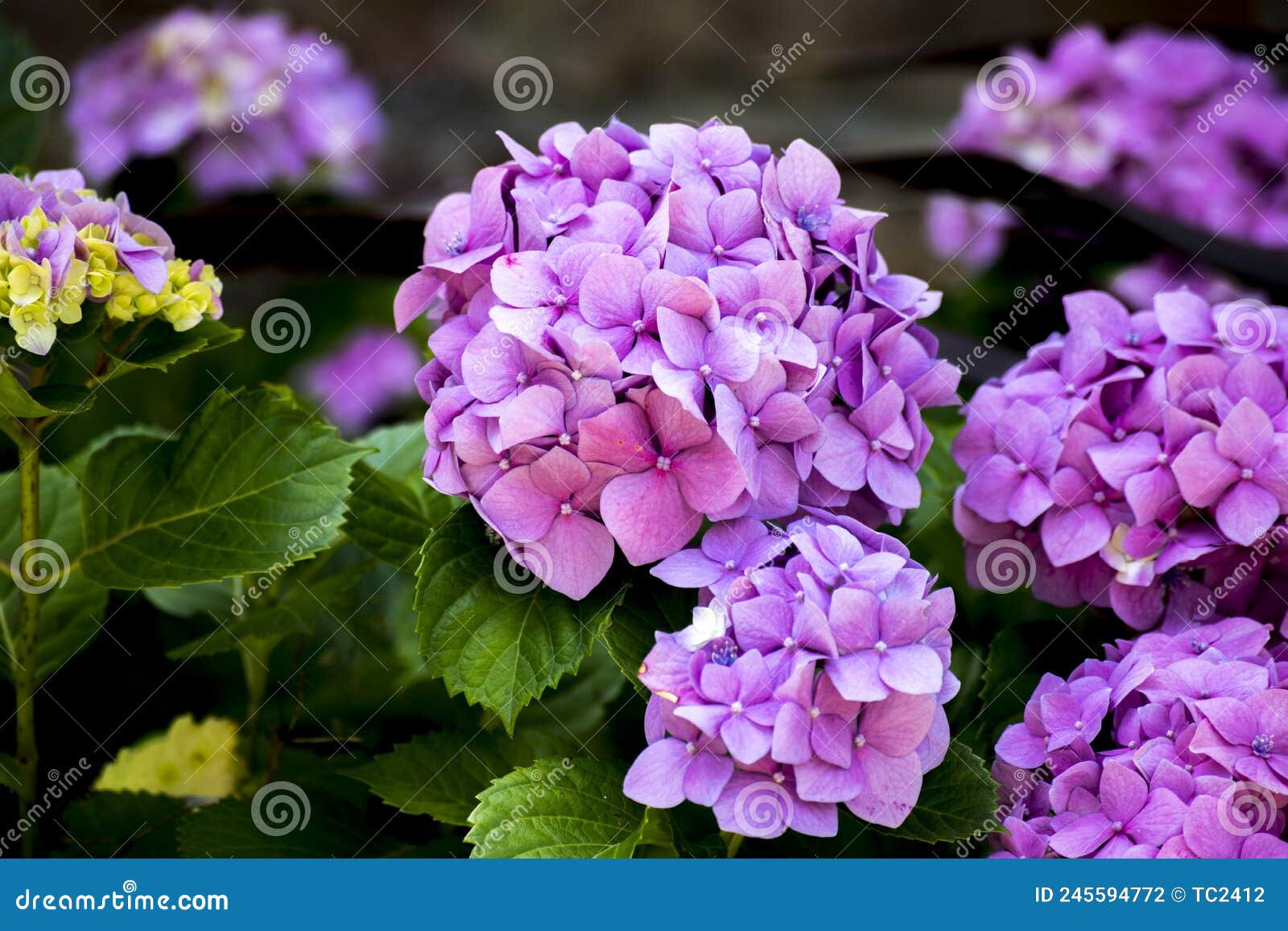 Pink Flowers of a Hydrangea Stock Photo - Image of color, macrophylla ...