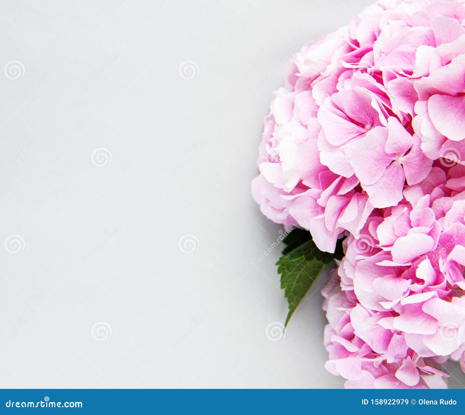 Pink flowers of hydrangea stock image. Image of background - 158922979