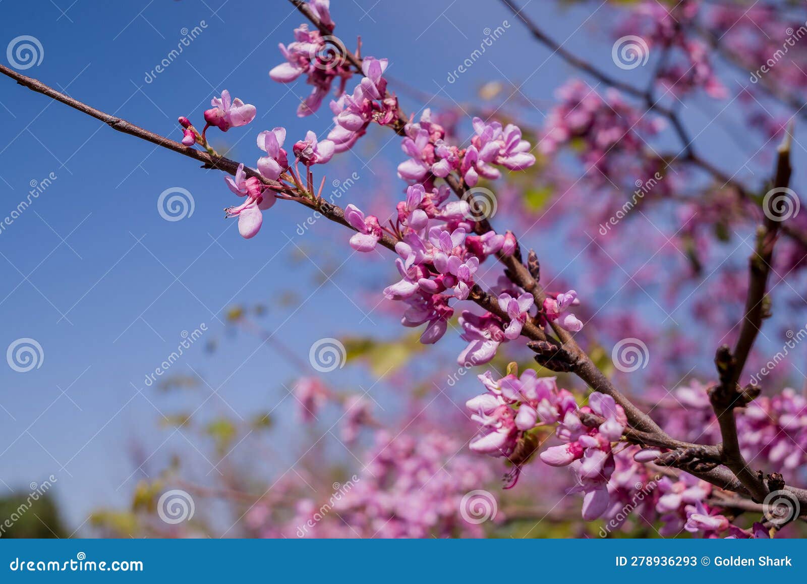 Pink Flowers Judas Tree or Cercis Stock Image - Image of landscape ...