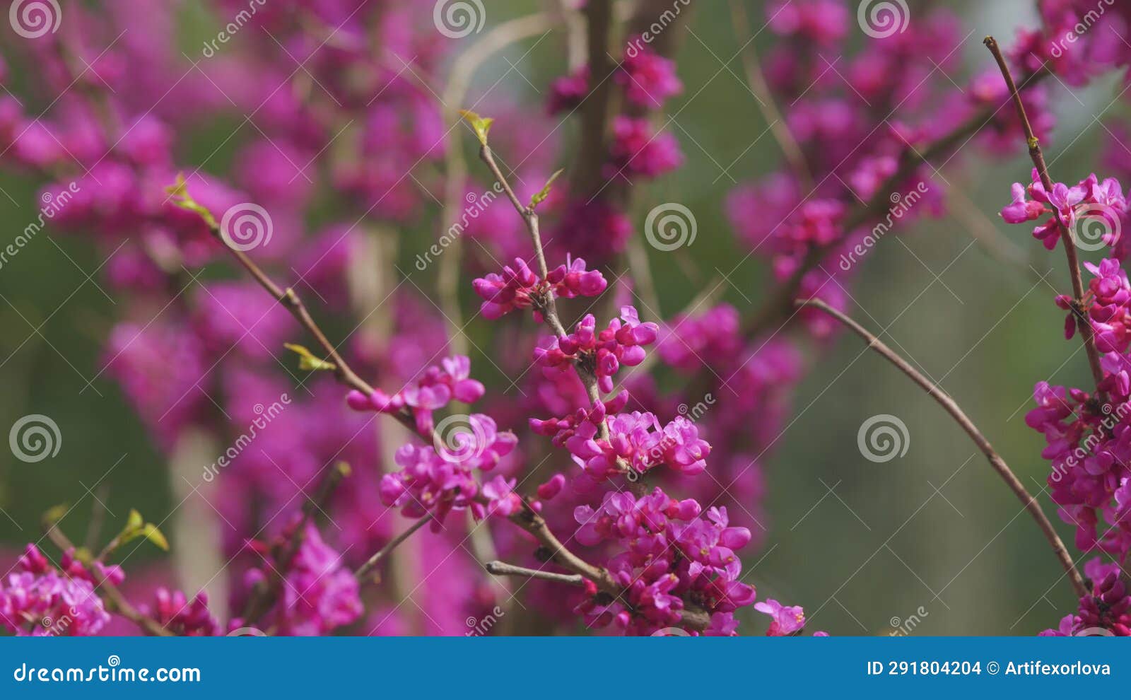 Pink Flowers on Judas Tree. Commonly Known As the Judas Tree is a Small ...
